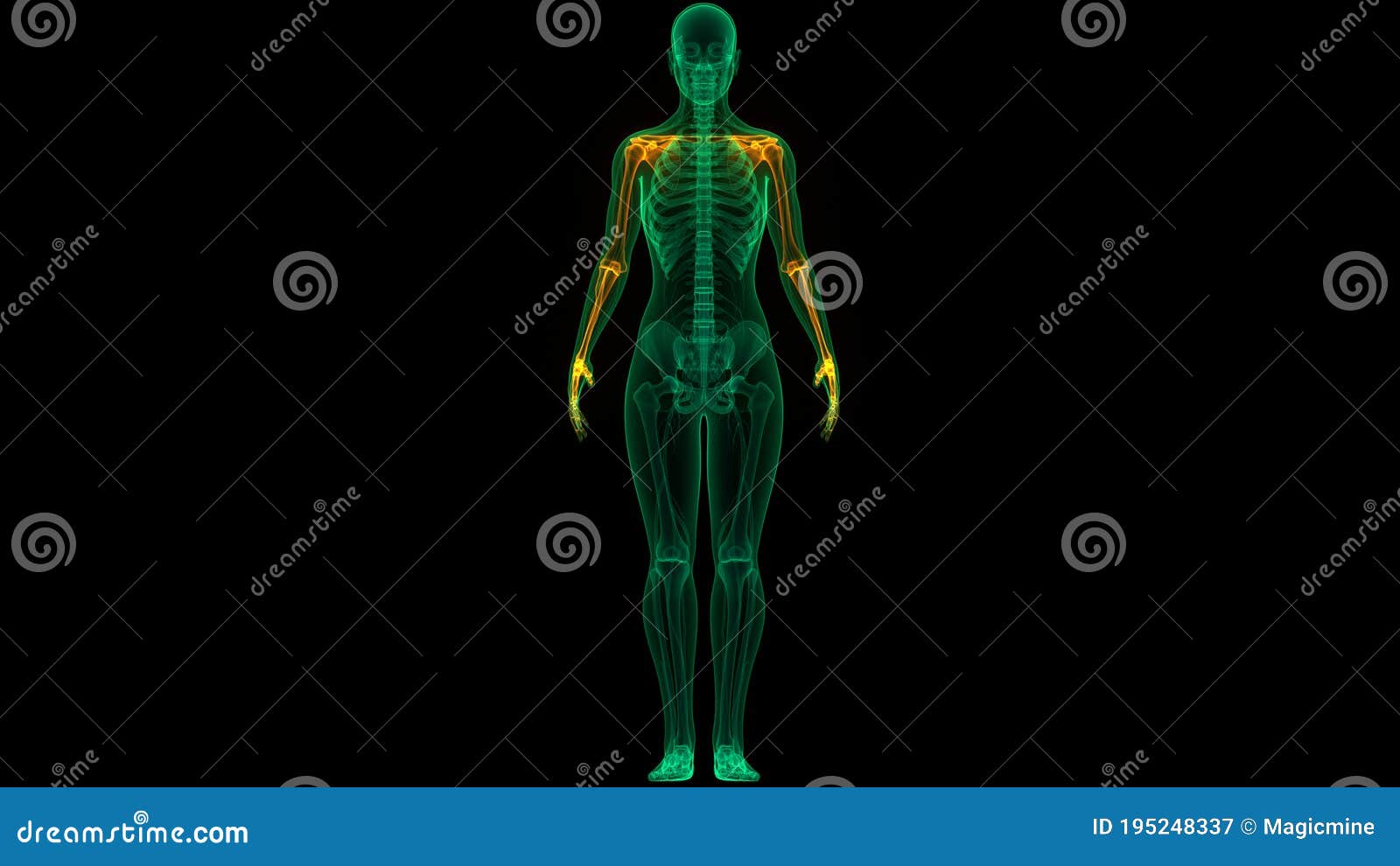 Human Skeleton System Upper Limbs Bone Joints Anatomy Stock ...