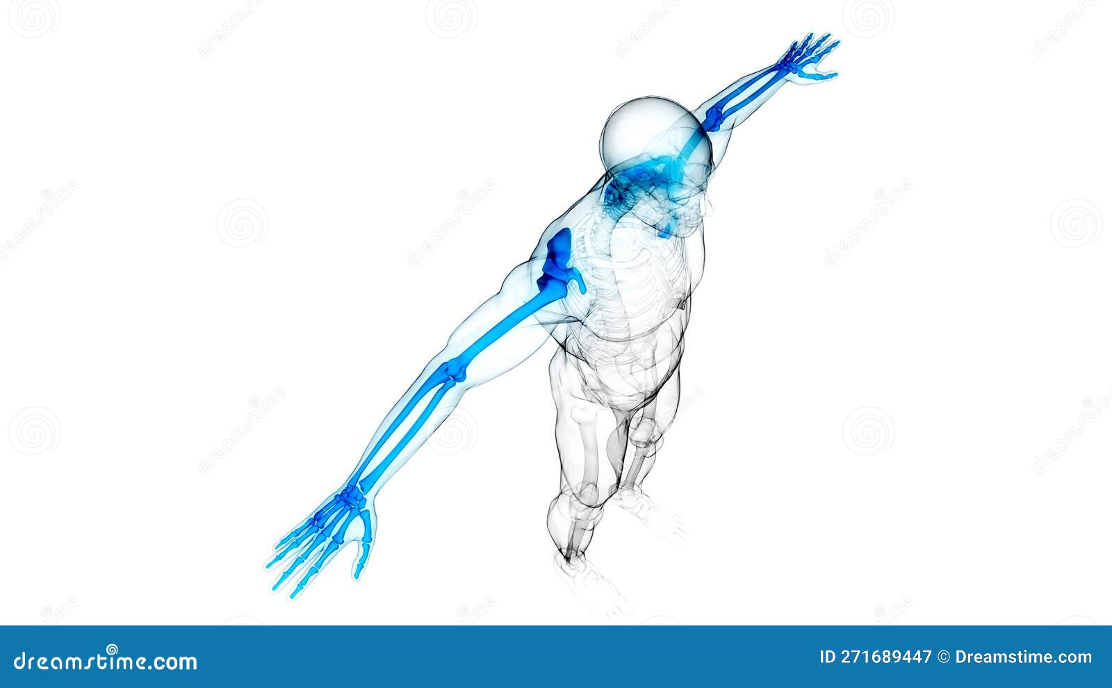 Human Skeleton System Upper Limbs Bone Joints Anatomy Stock ...
