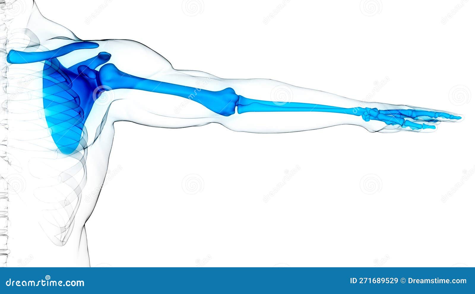 Human Skeleton System Upper Limbs Bone Joints Anatomy Stock ...