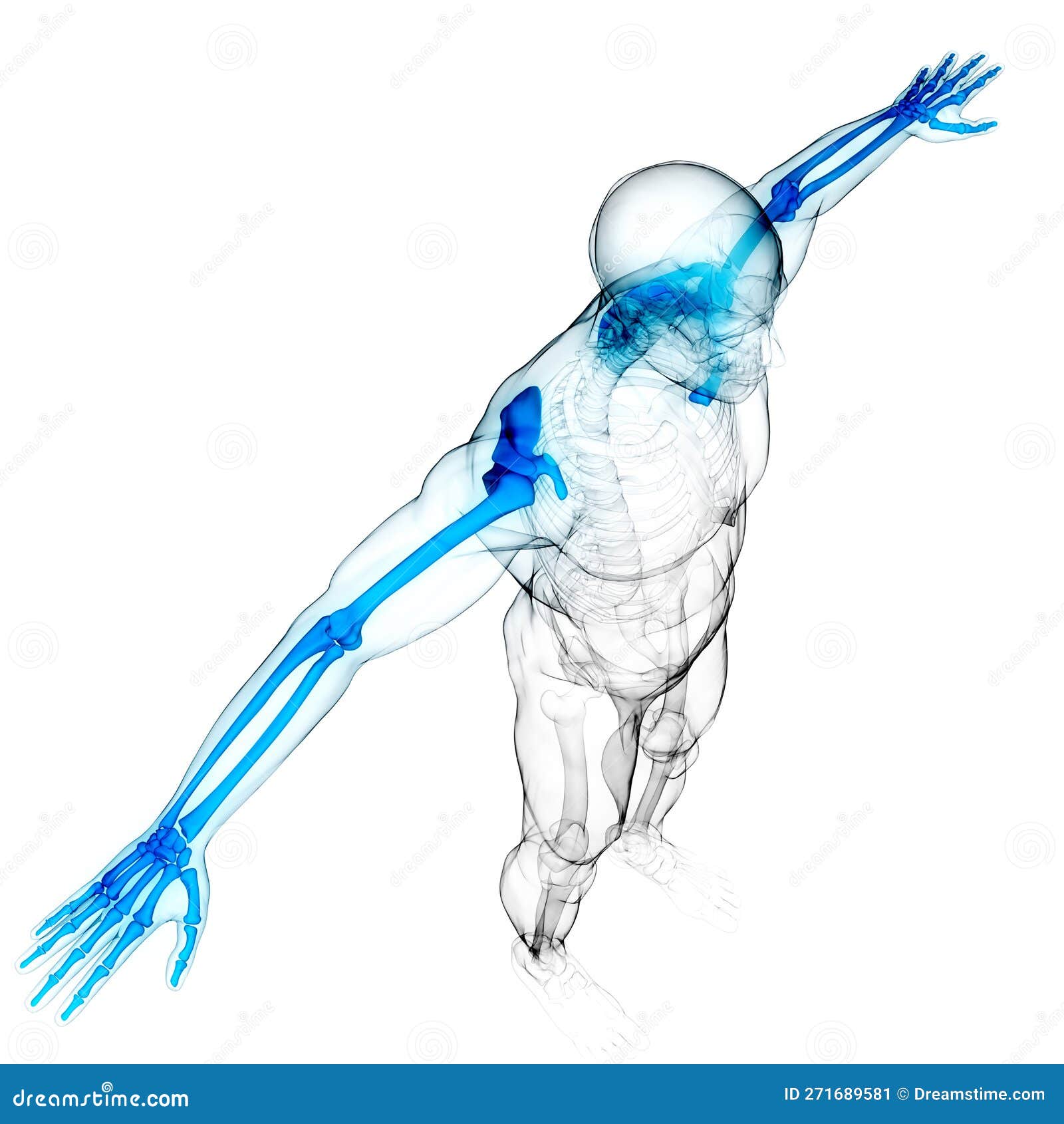 Human Skeleton System Upper Limbs Bone Joints Anatomy Royalty-Free ...