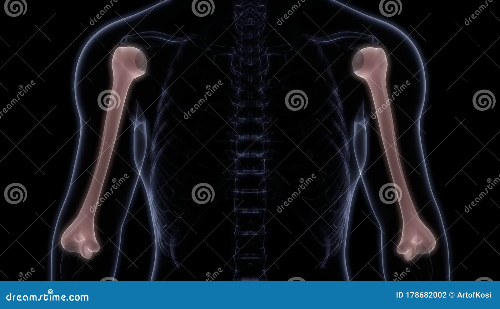Humerus Bone Joints of Human Skeleton System Anatomy X-ray 3D Rendering ...