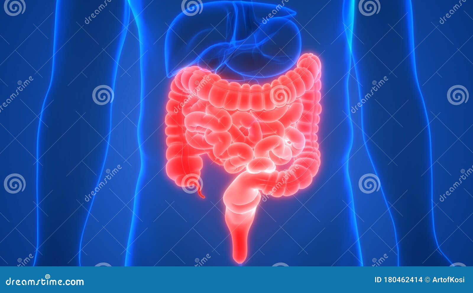 Intestine a Part of Human Digestive System Anatomy X-ray 3D Rendering ...