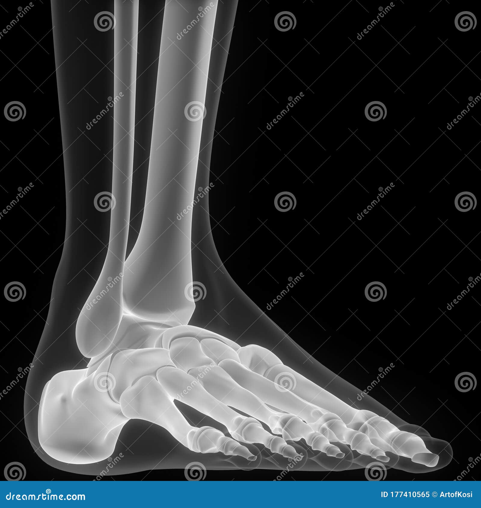 Leg Bone Joints of Human Skeleton System Anatomy X-ray 3D Rendering ...