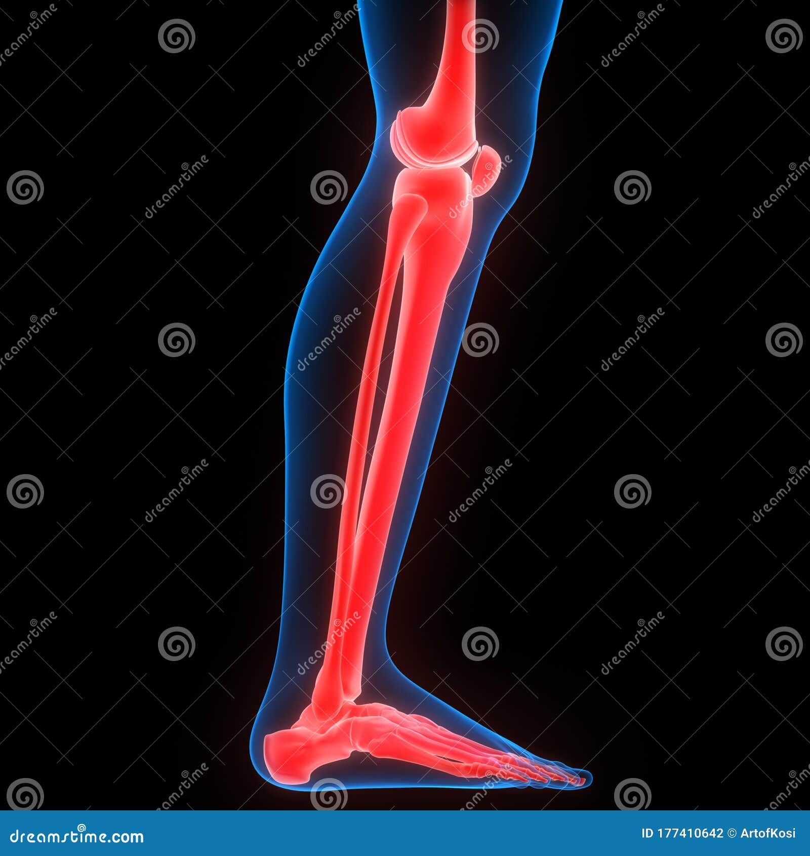 Leg Bone Joints of Human Skeleton System Anatomy X-ray 3D Rendering ...