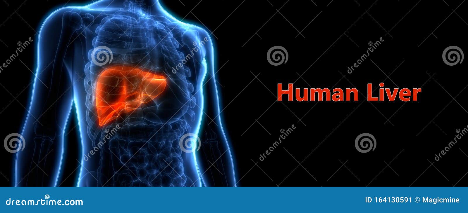 Liver a Part of Human Digestive System Anatomy Stock Illustration ...