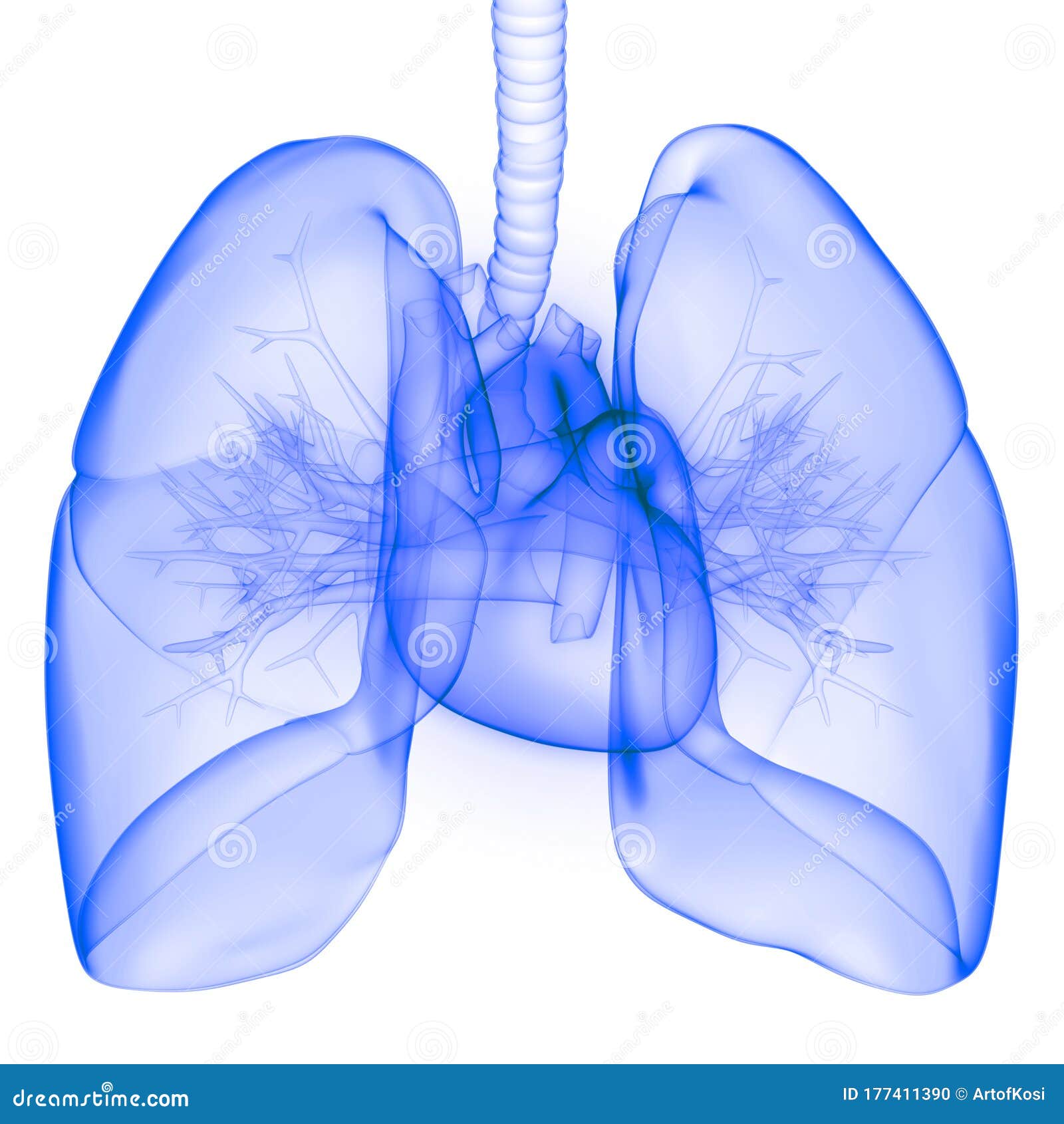 Lungs a Part of Human Respiratory System Anatomy X-ray 3D Rendering ...