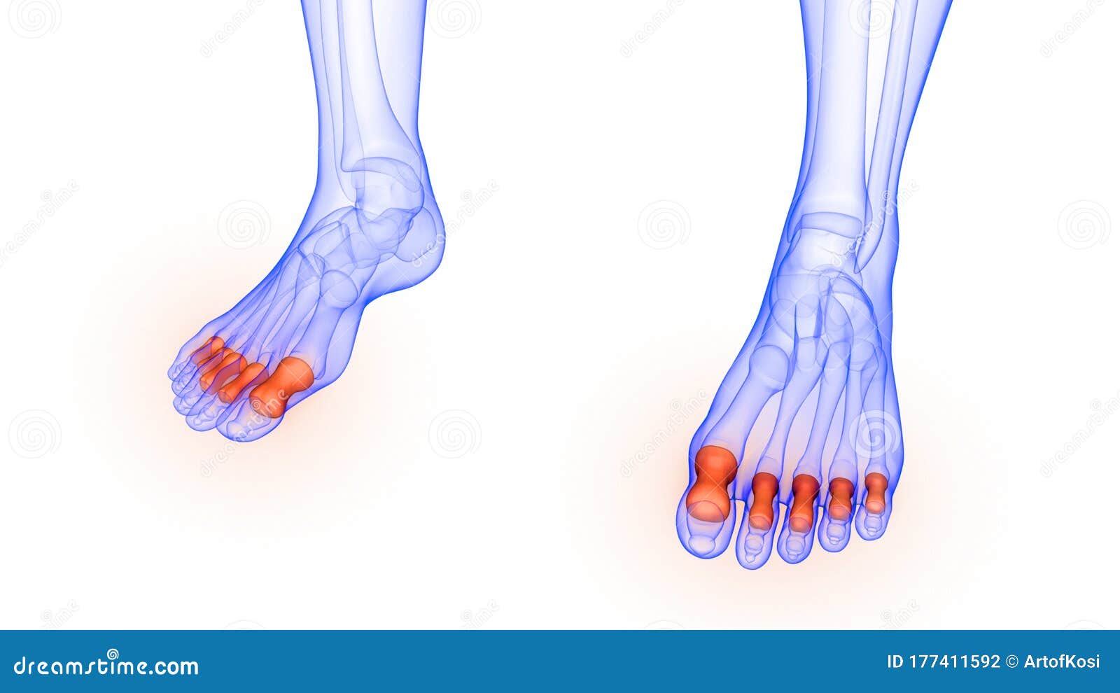 Phalanges Bone Joints of Human Skeleton System Anatomy X-ray 3D ...