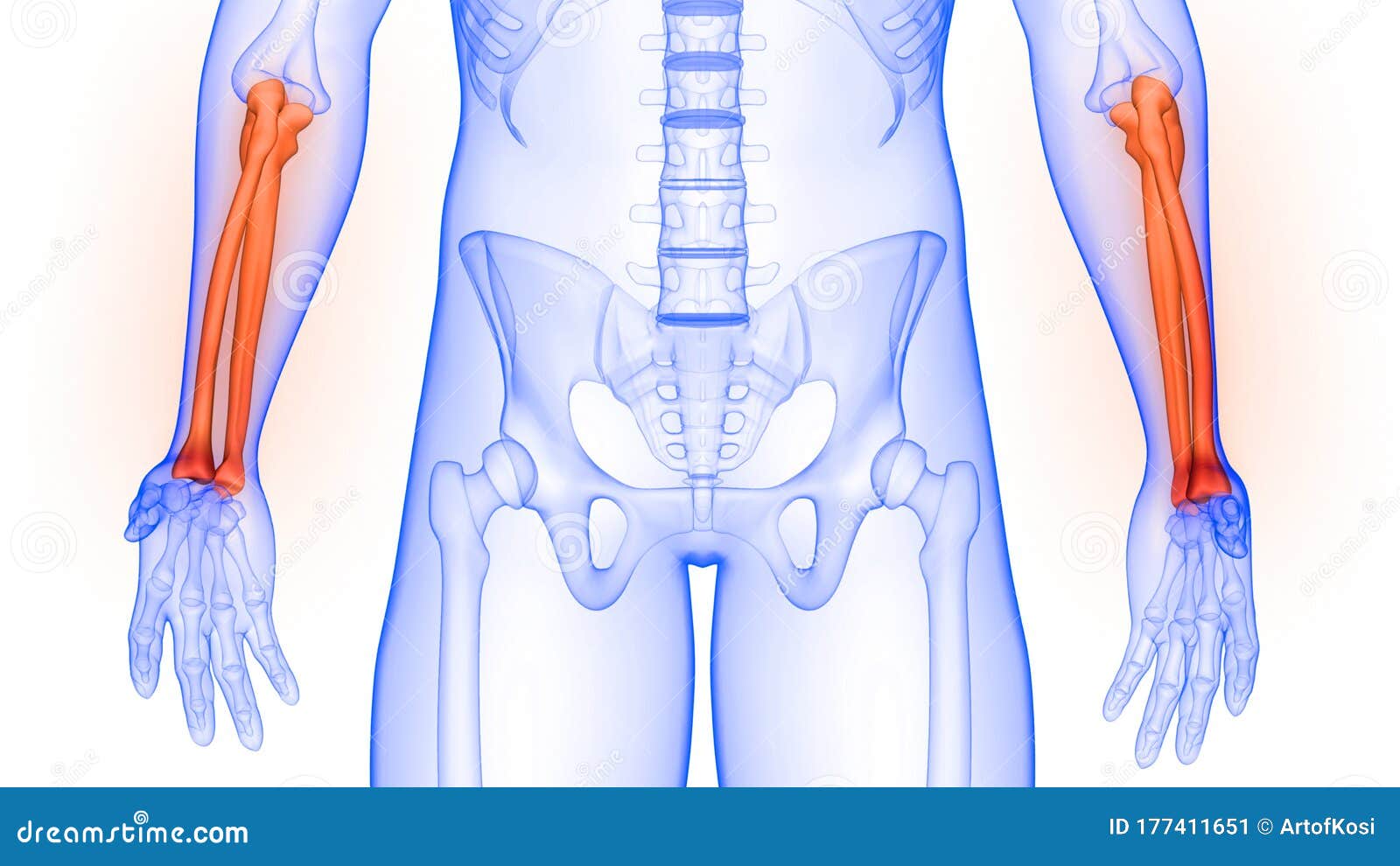 Radius, Human Skeleton, 3D Model Stock Image | CartoonDealer.com #106696981