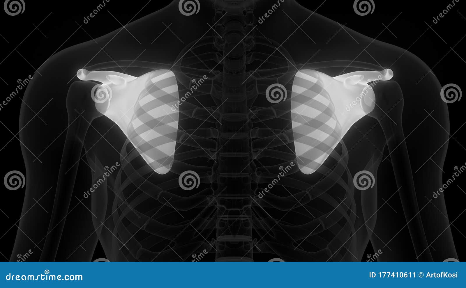 Scapula Bone Joints of Human Skeleton System Anatomy X-ray 3D Rendering ...