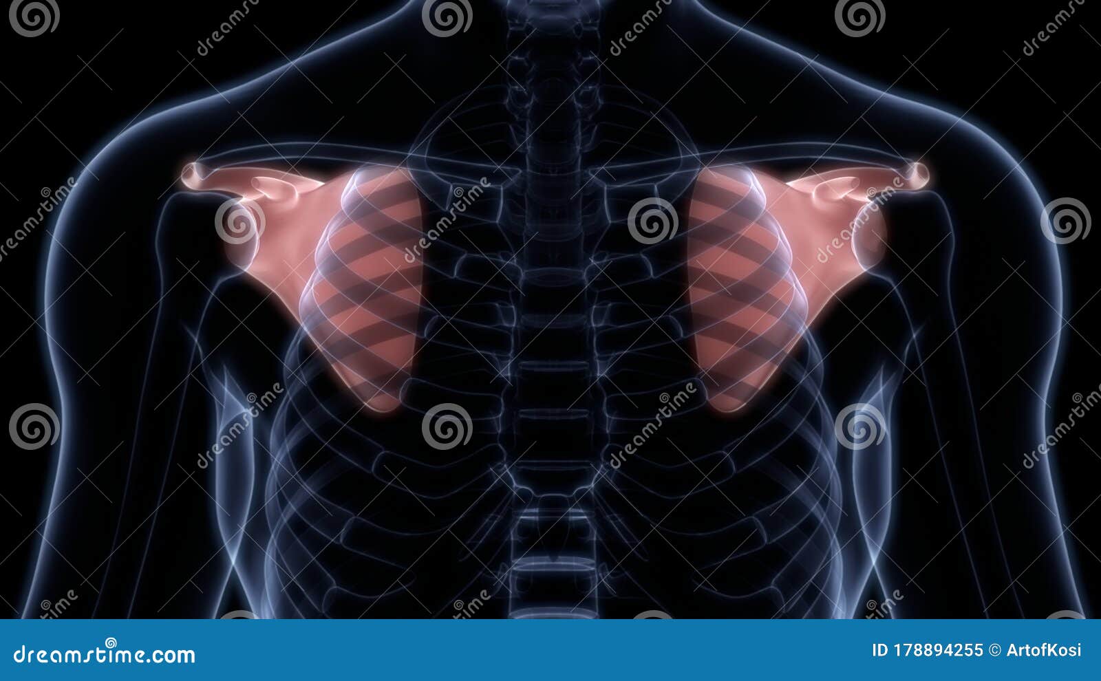 Scapula Bone Vector Illustration Drawing Labeled Diagram ...