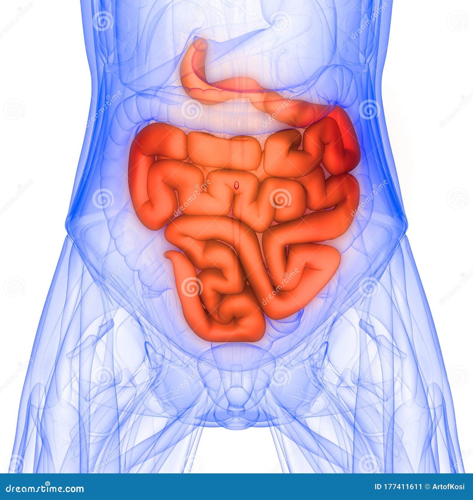 Small Intestine a Part of Human Digestive System Anatomy X-ray 3D ...