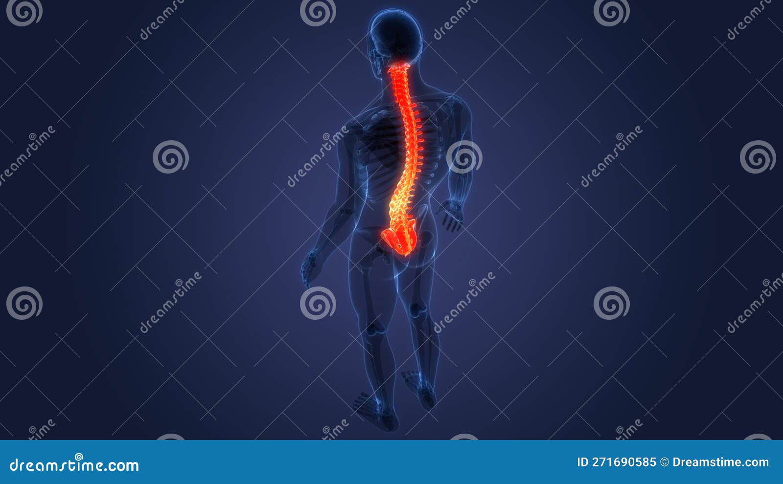 Spinal Cord Vertebral Column Of Human Skeleton System Anatomy Stock