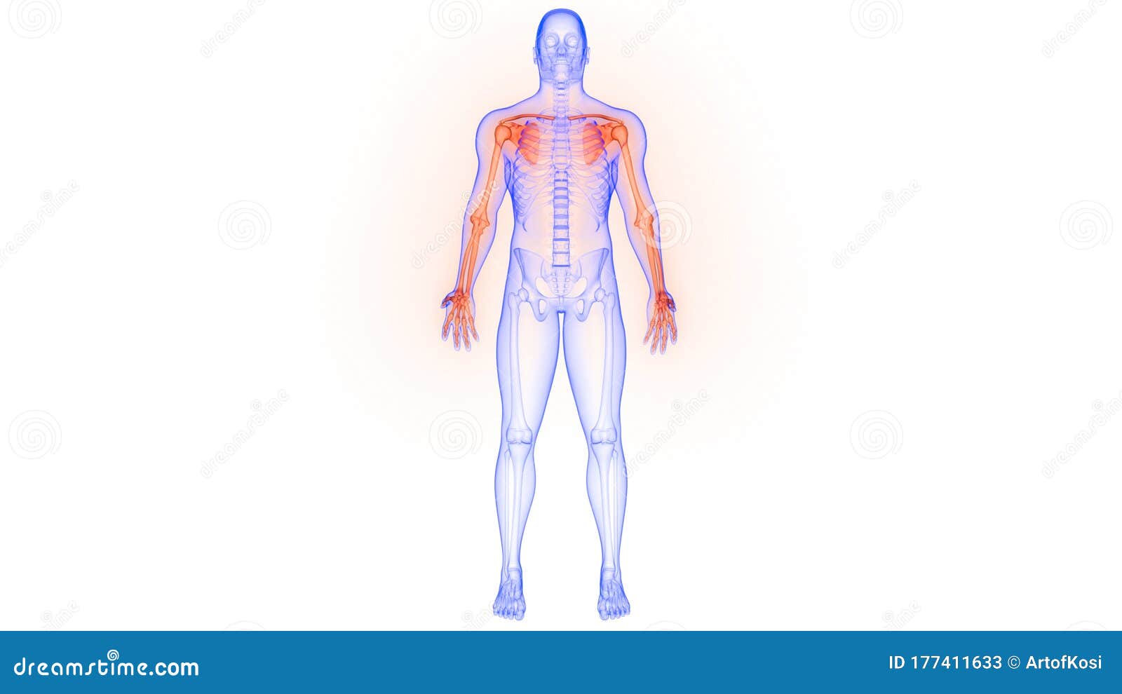 Upper Limbs Bone Joints of Human Skeleton System Anatomy Stock ...