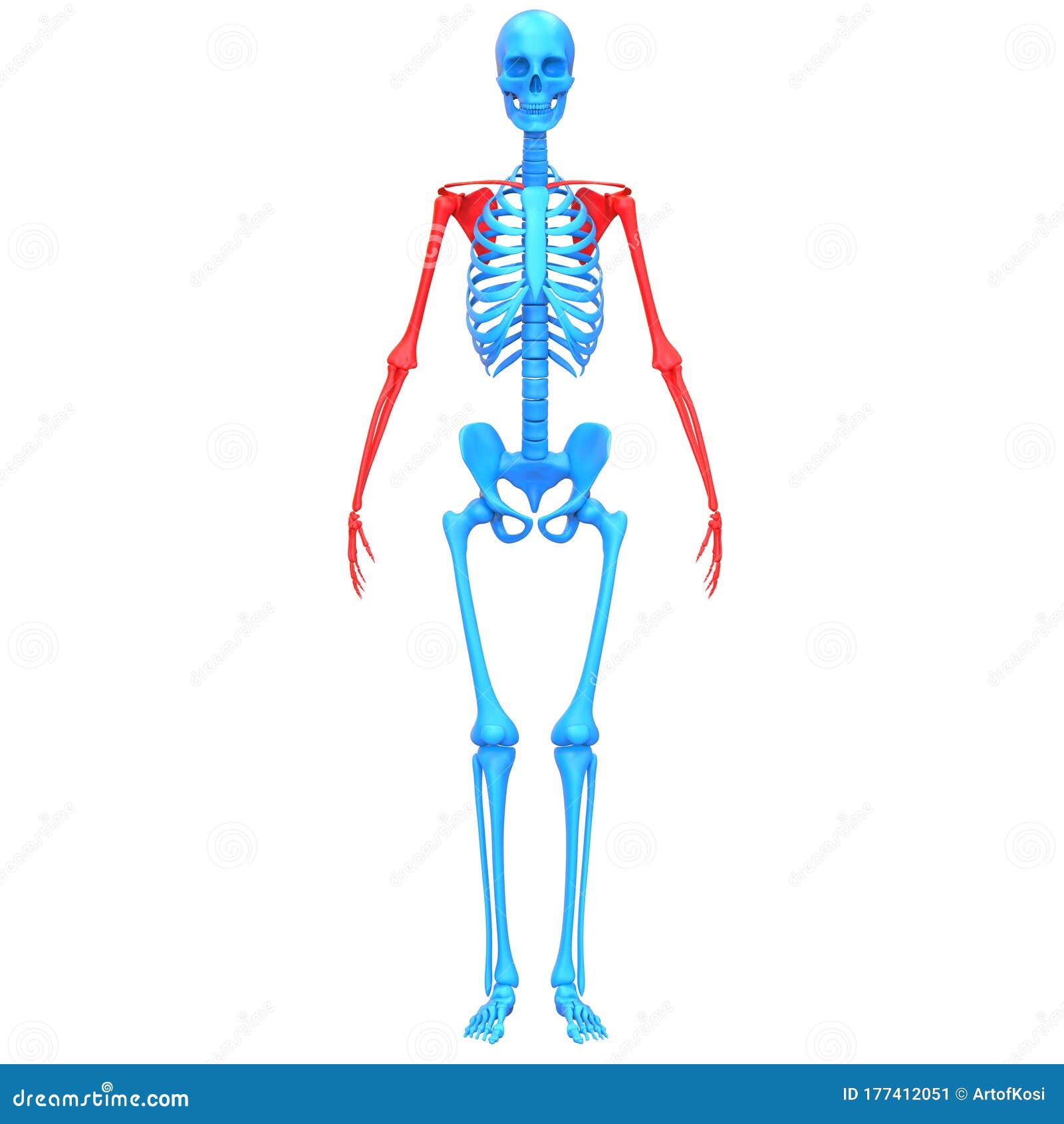 Upper Limbs Bone Joints of Human Skeleton System Anatomy 3d Rendering ...