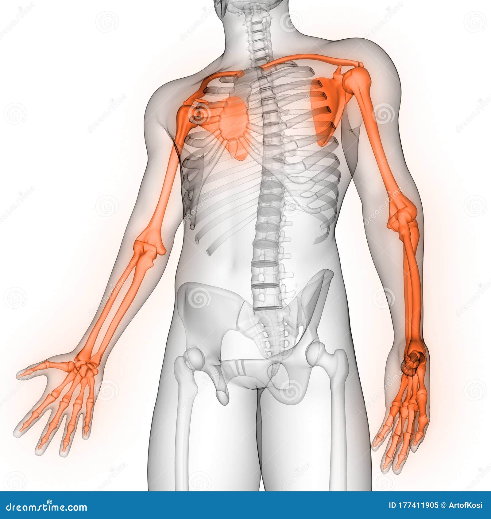 Upper Limbs Of Human Skeleton System Anatomy 3d Rendering Royalty-Free ...