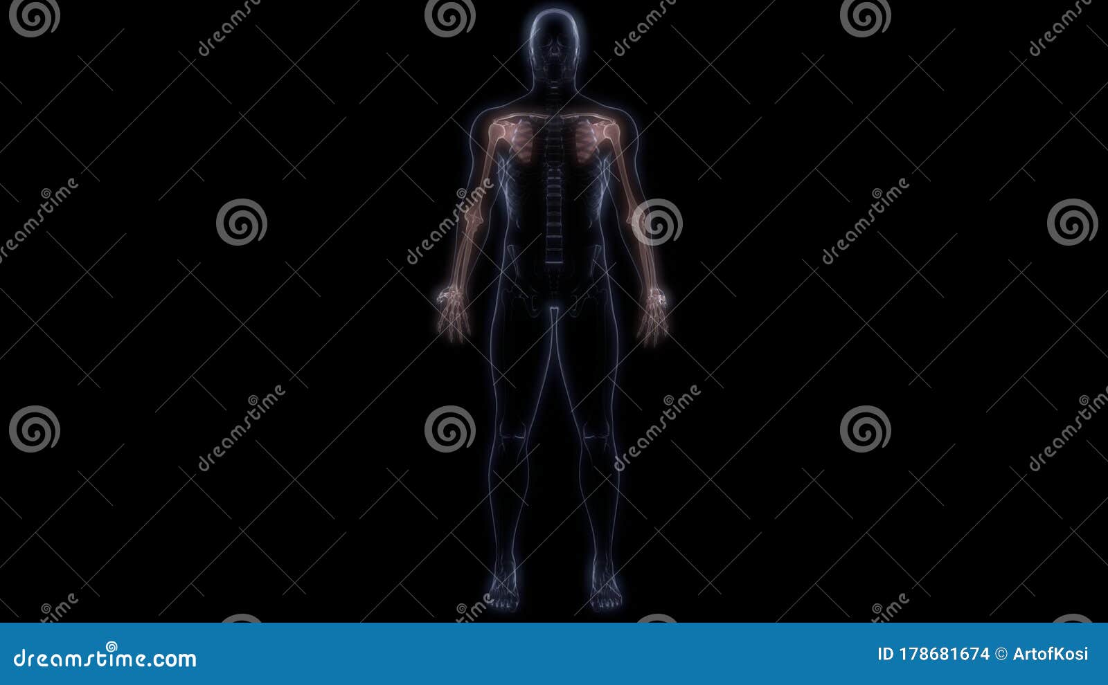 Upper Limbs of Human Skeleton System Anatomy X-ray 3D Rendering Stock ...