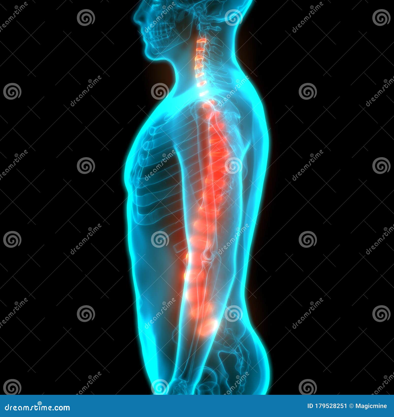Vertebral Column Discs of Human Skeleton System with Anatomy Stock ...