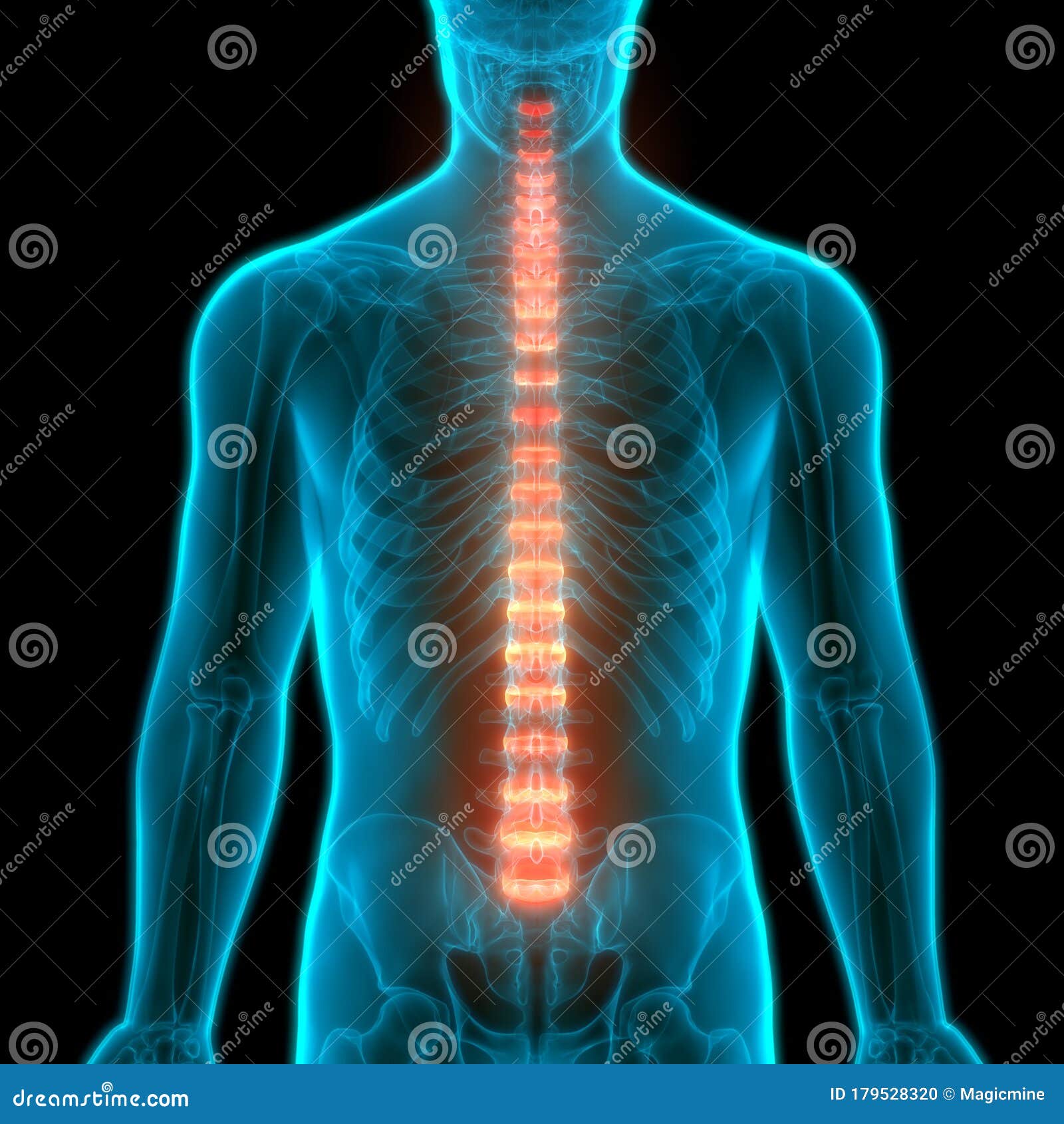 Vertebral Column Discs of Human Skeleton System with Anatomy Stock ...