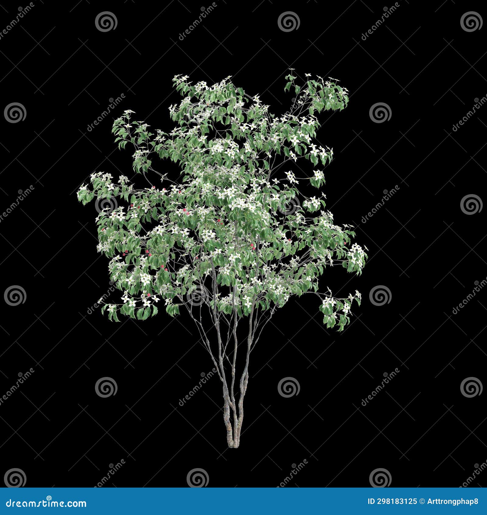 3d Illustration of Cornus Kousa Tree Isolated on Black Background Stock ...