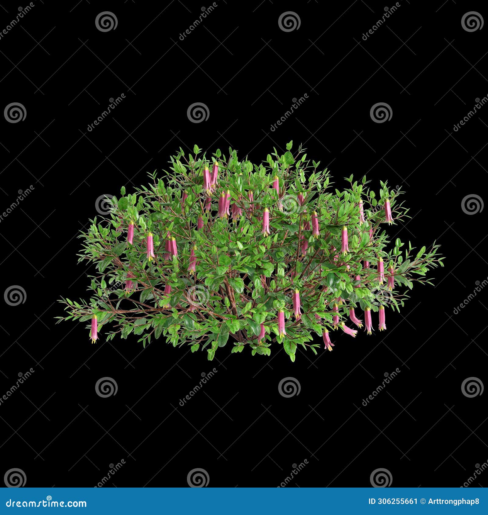 3d Illustration of Correa Dusky Bells Bush Isolated on Black Background ...
