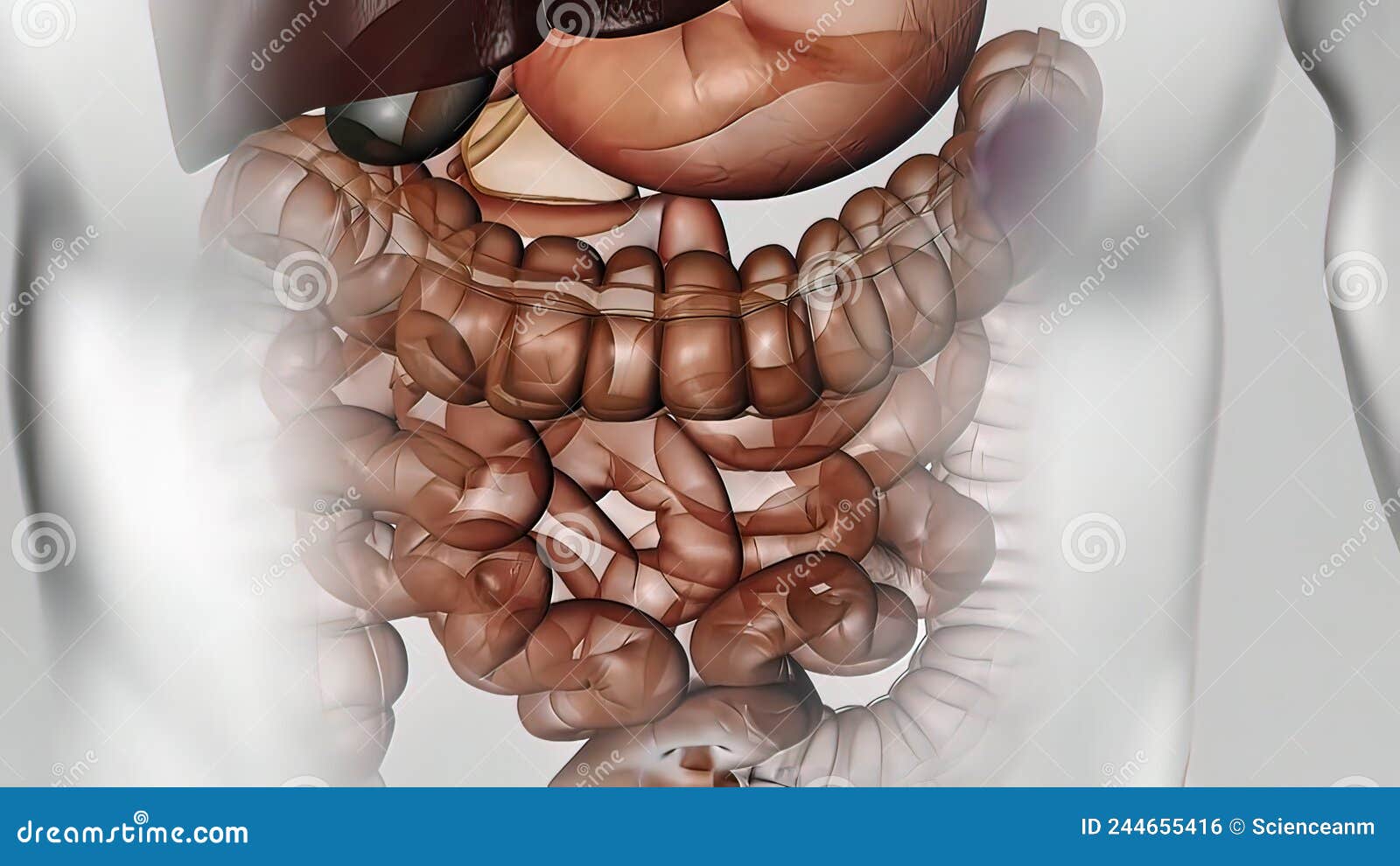 3d Illustration of the Course of Digestion in the Human Digestive ...