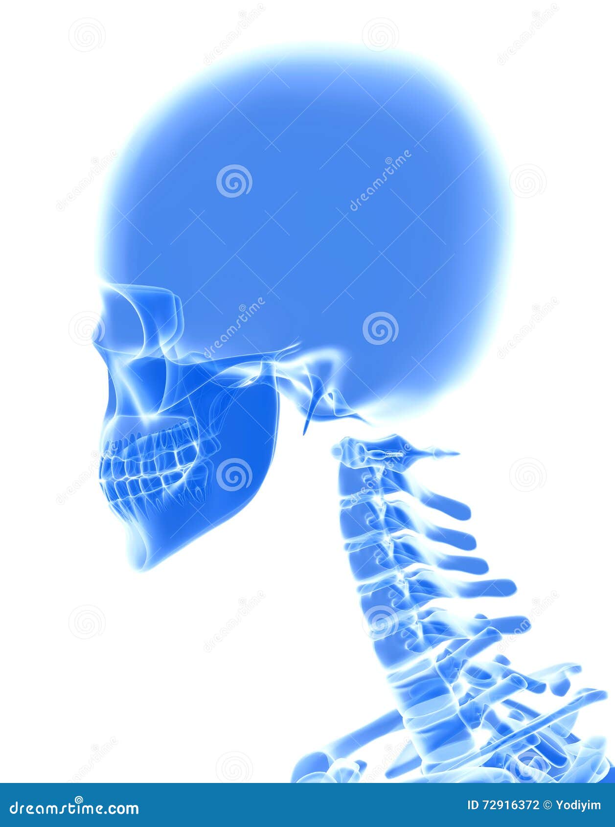 3D Illustration of Cranium, Medical Concept. Stock Illustration ...