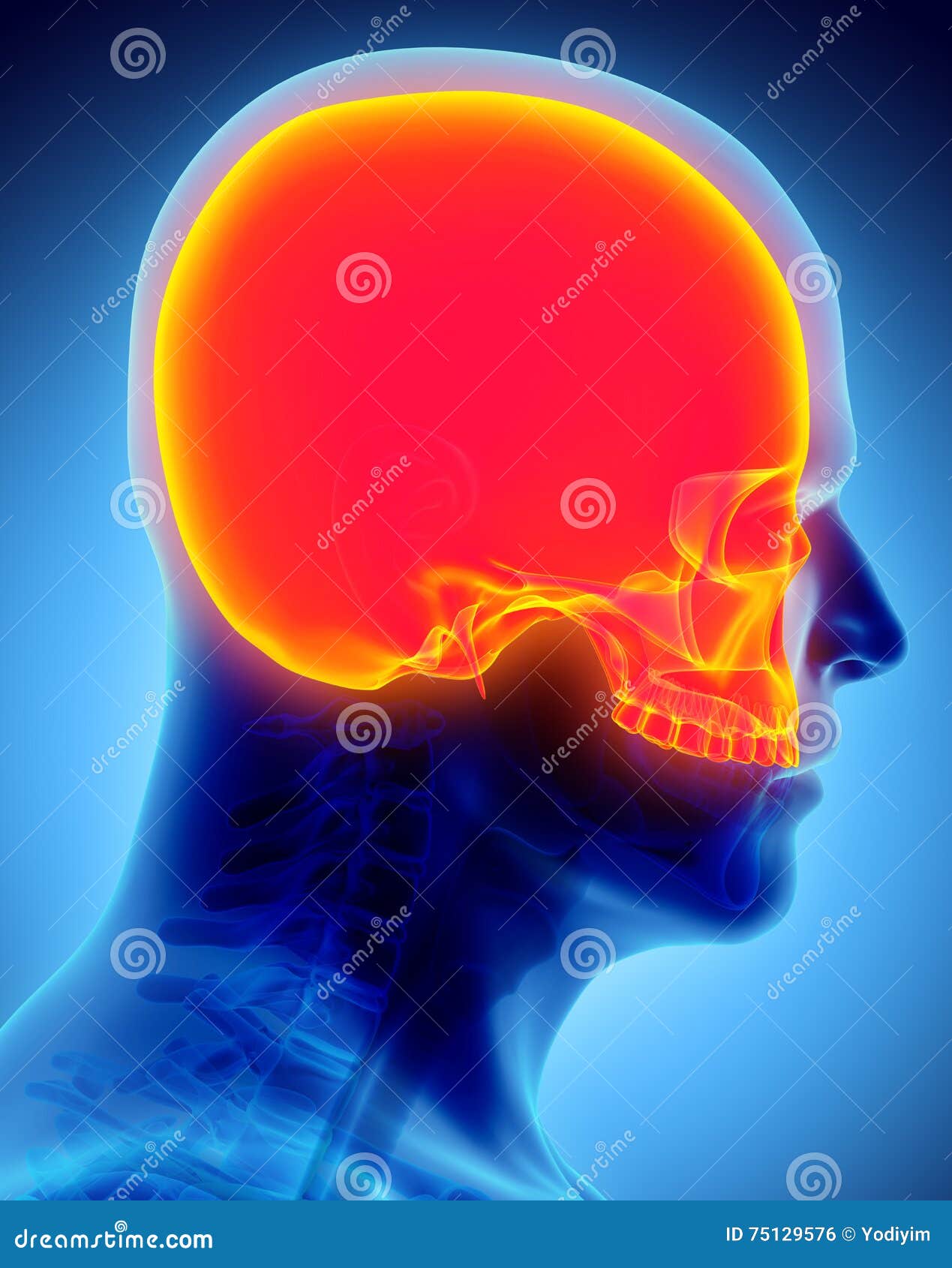 3D Illustration of Cranium, Medical Concept. Stock Illustration ...