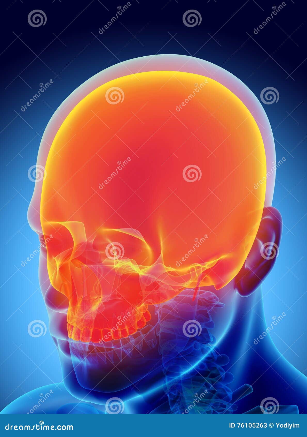 Cranium Cartoons, Illustrations & Vector Stock Images - 5796 Pictures ...