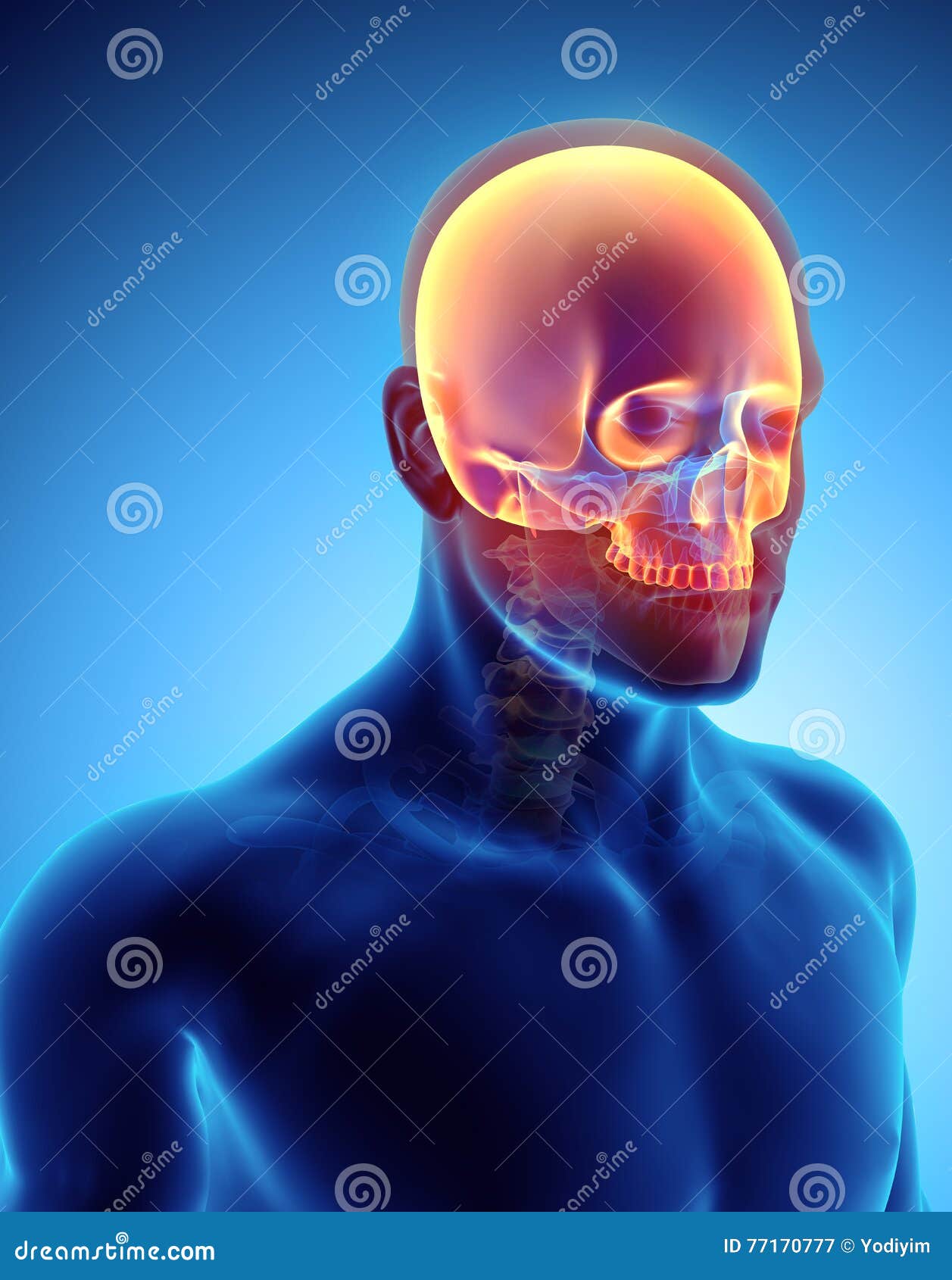 3D Illustration of Cranium, Medical Concept. Stock Illustration ...