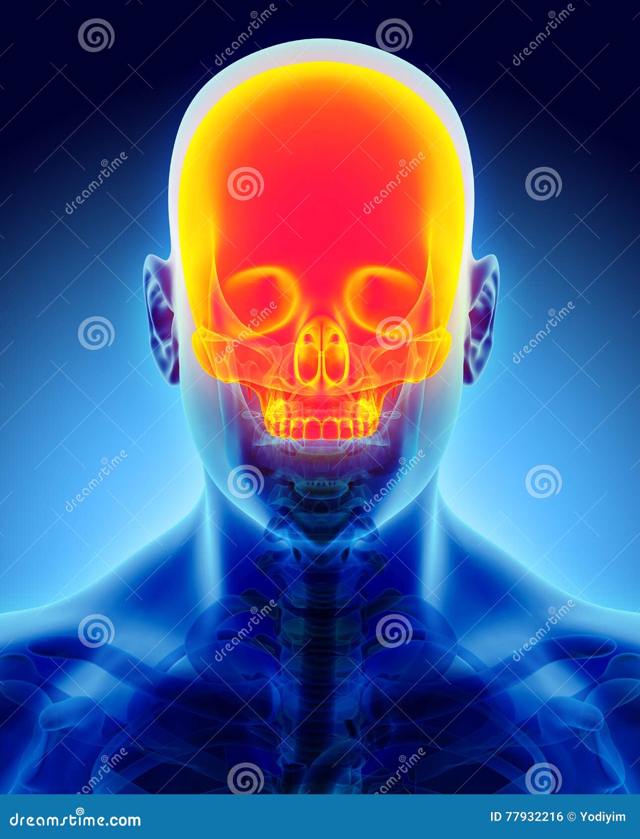 3D Illustration of Cranium, Medical Concept. Stock Illustration ...