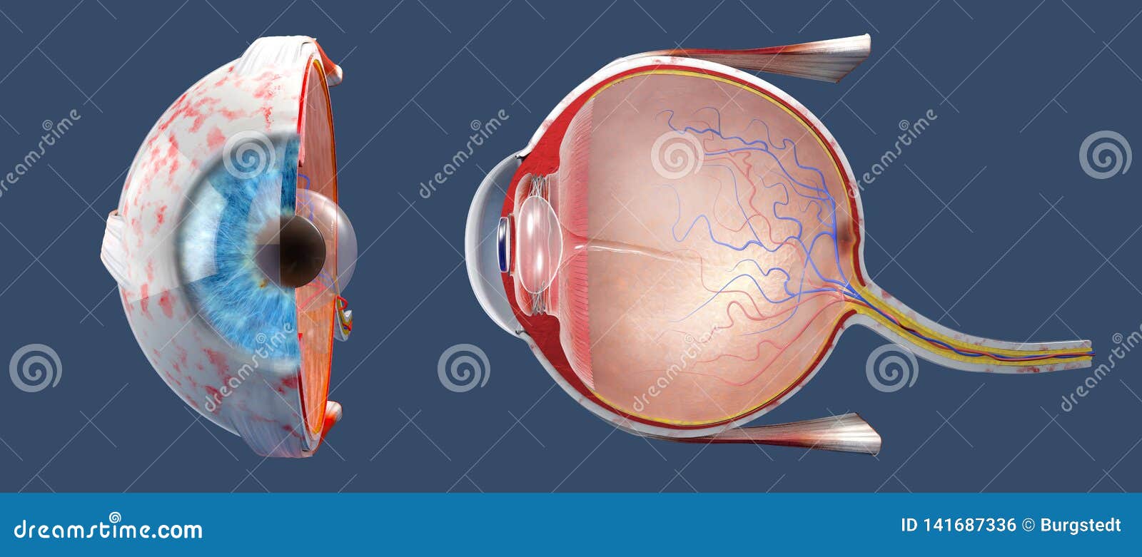 Eye Anatomy Side View