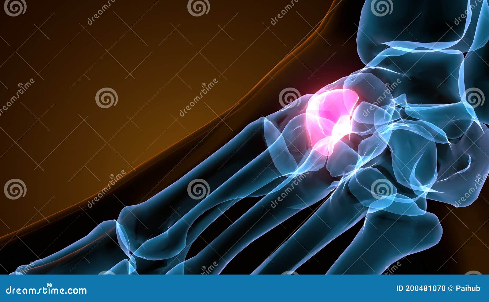 3d Illustration of Cuneiform Bones Anatomy with Circulatory System ...