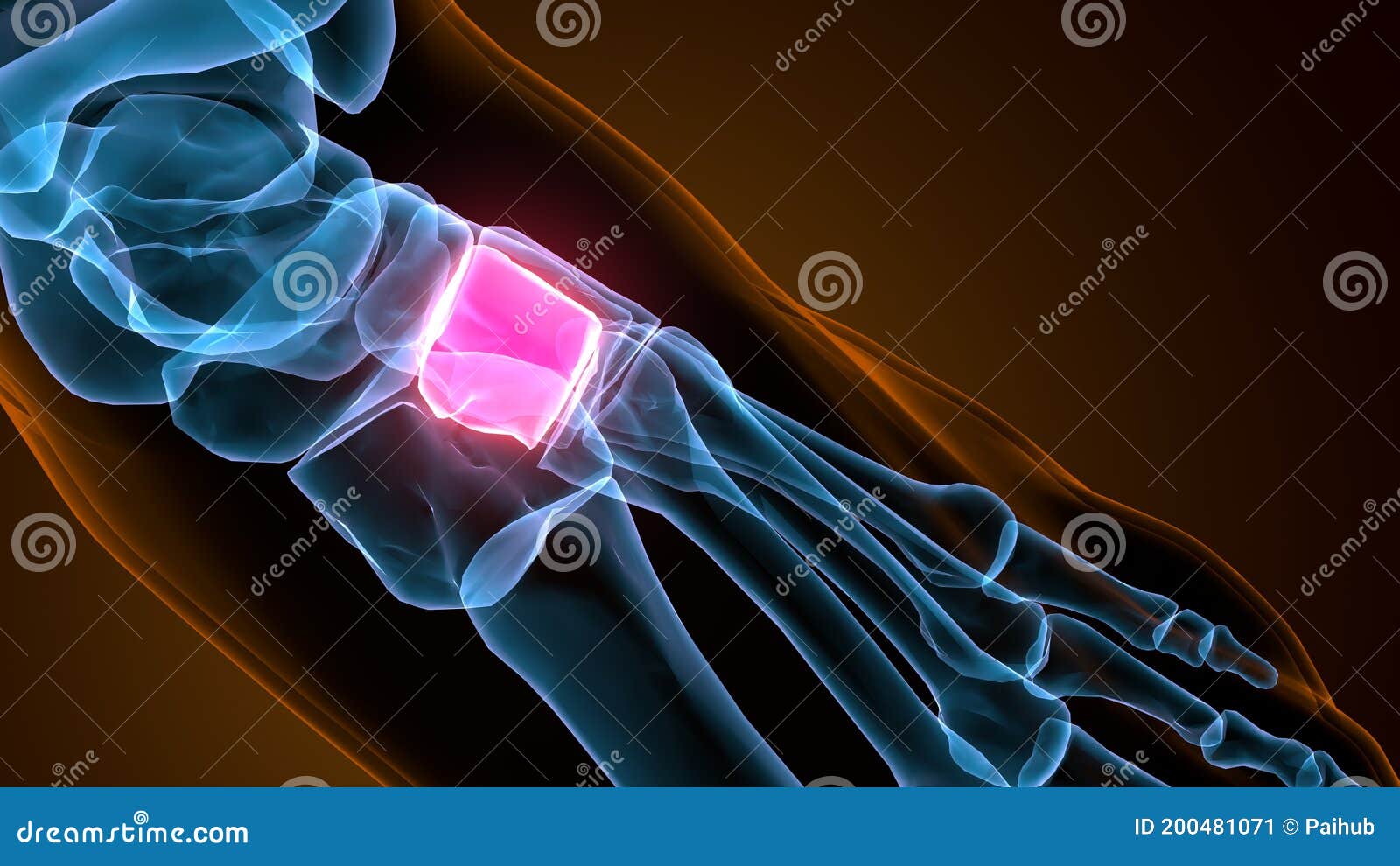 3d Illustration of Cuneiform Bones Anatomy with Circulatory System ...