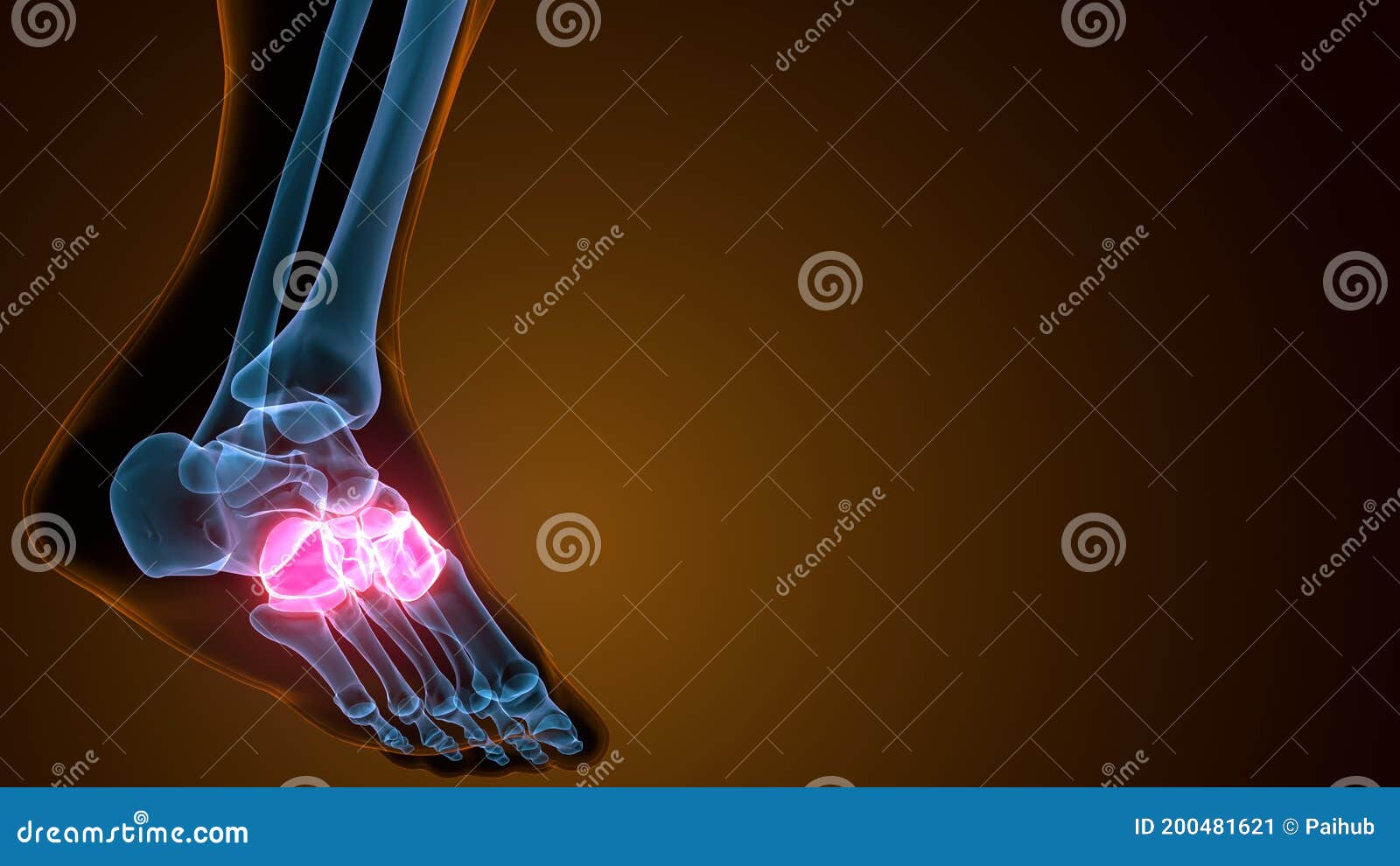 3d Illustration of Cuneiform Bones Anatomy with Circulatory System ...