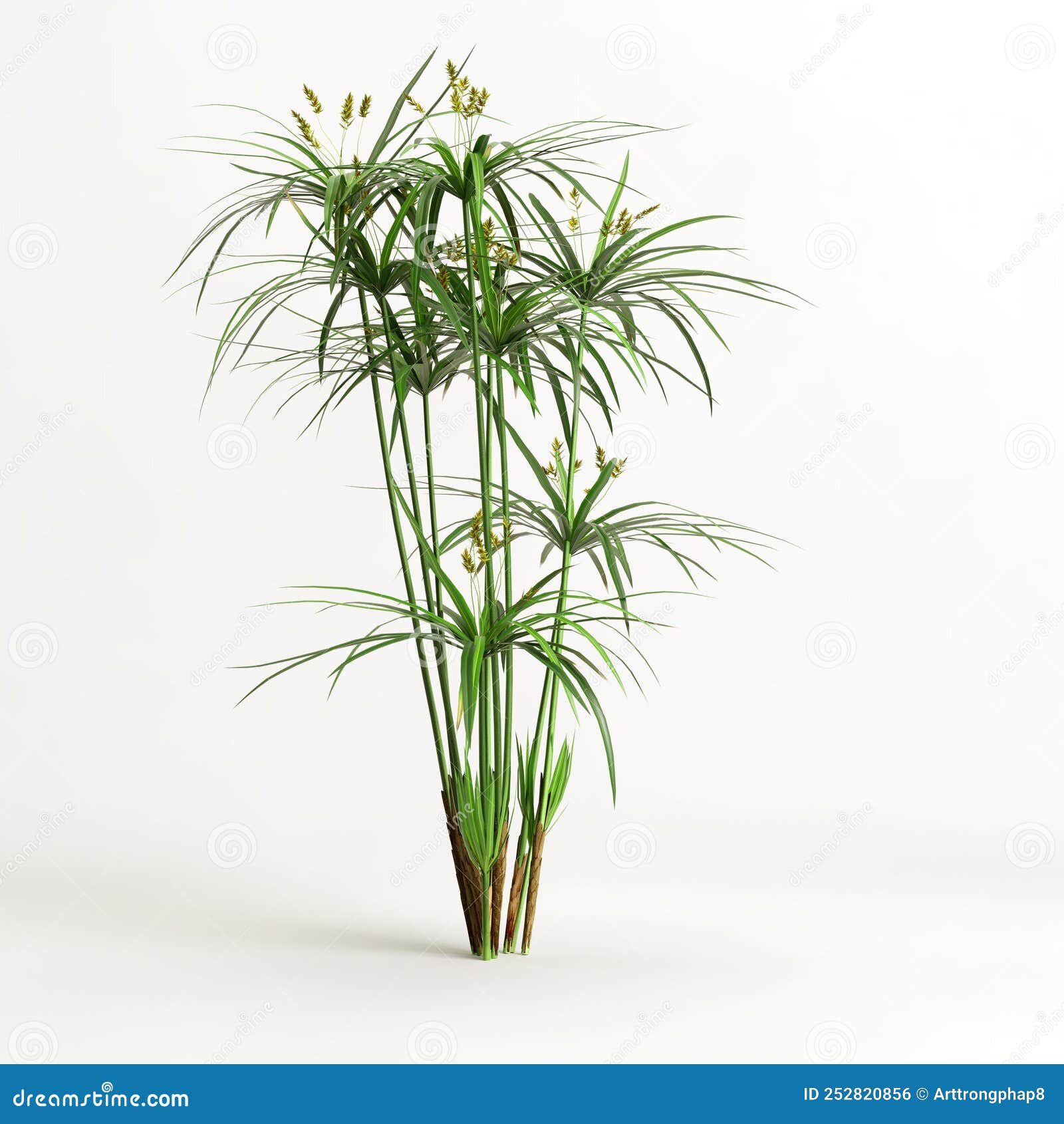3d Illustration Of Cyperus Papyrus Grass Isolated On Black Background ...
