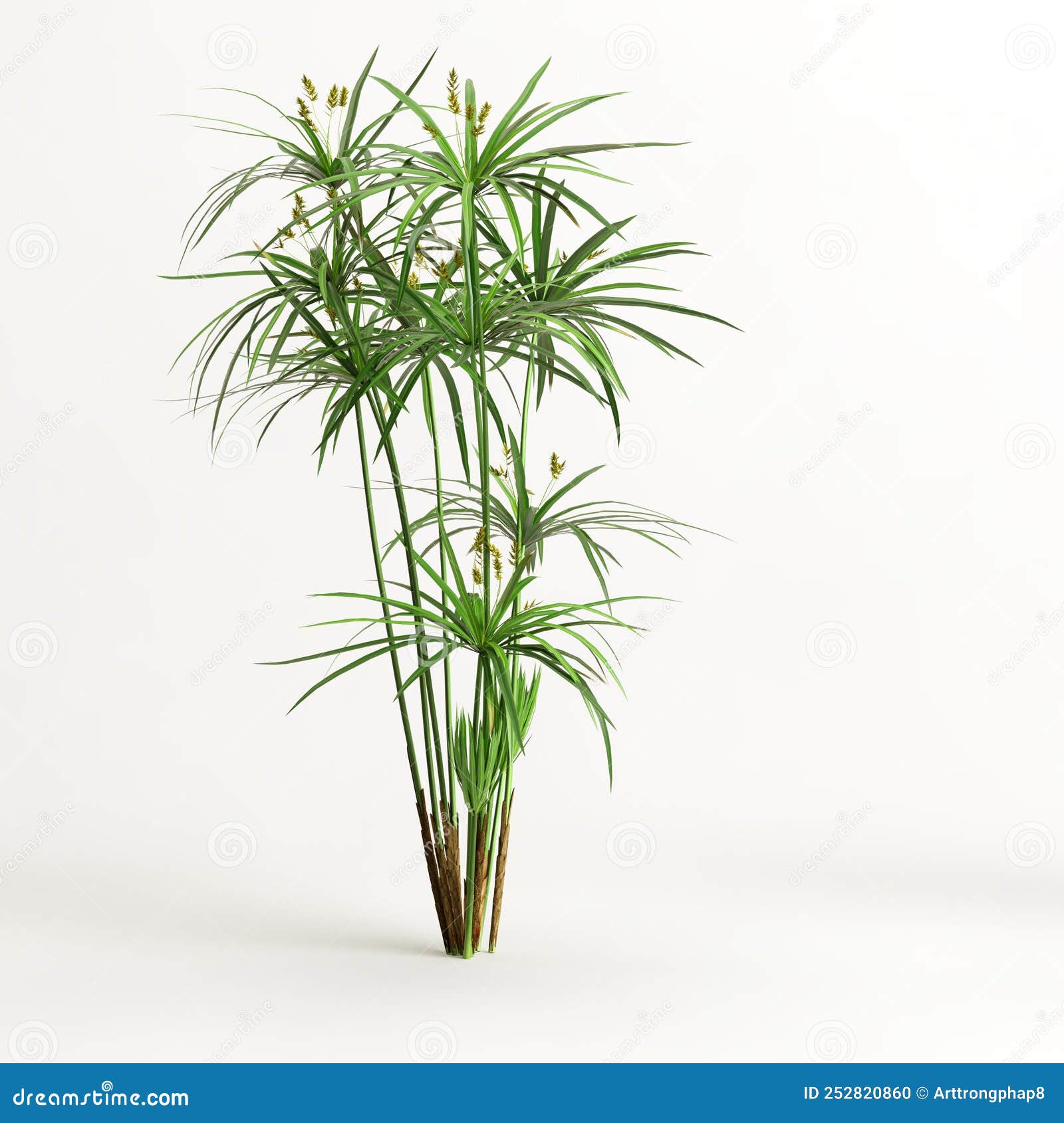 3d Illustration Of Cyperus Papyrus Grass Isolated On Black Background ...