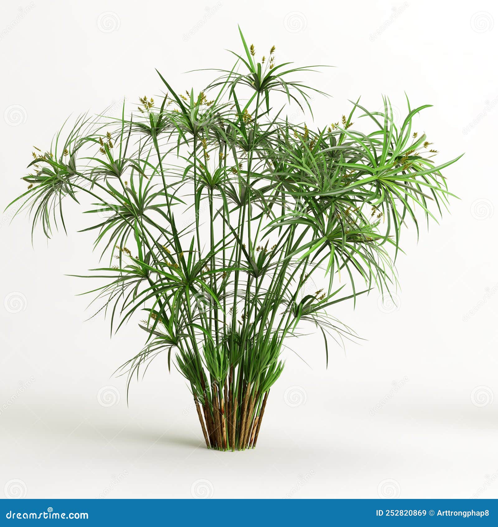 3d Illustration Of Cyperus Papyrus Grass Isolated On Black Background ...