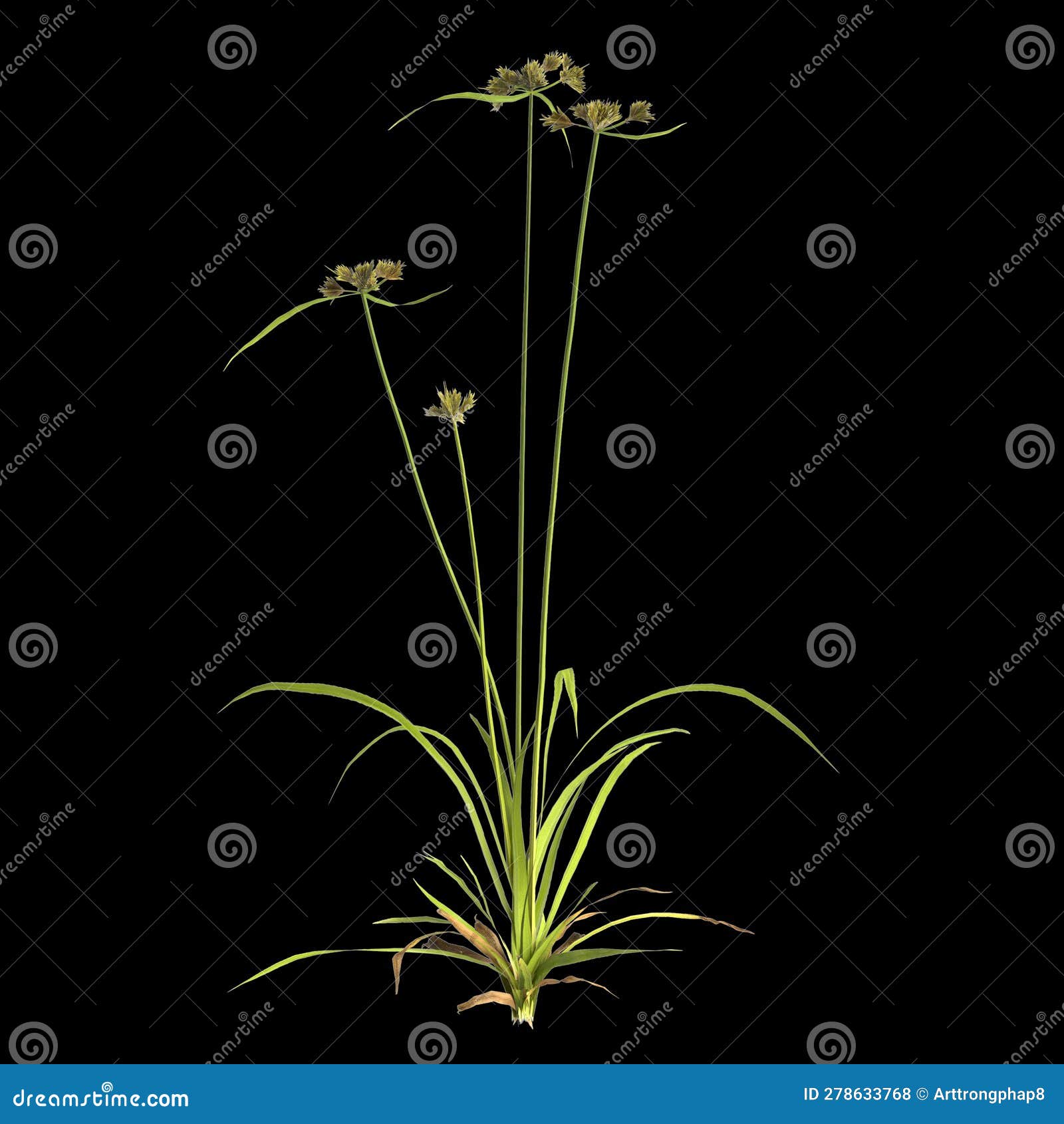 3d Illustration of Cyperus Difformis Plant Isolated on Black Background ...