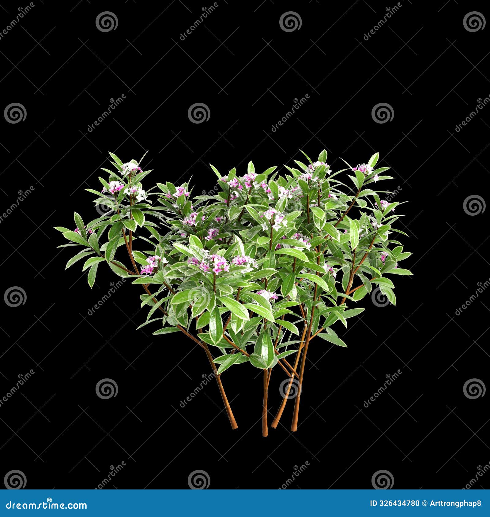 3d Illustration of Daphne Odora Tree Isolated on Black Background Stock ...