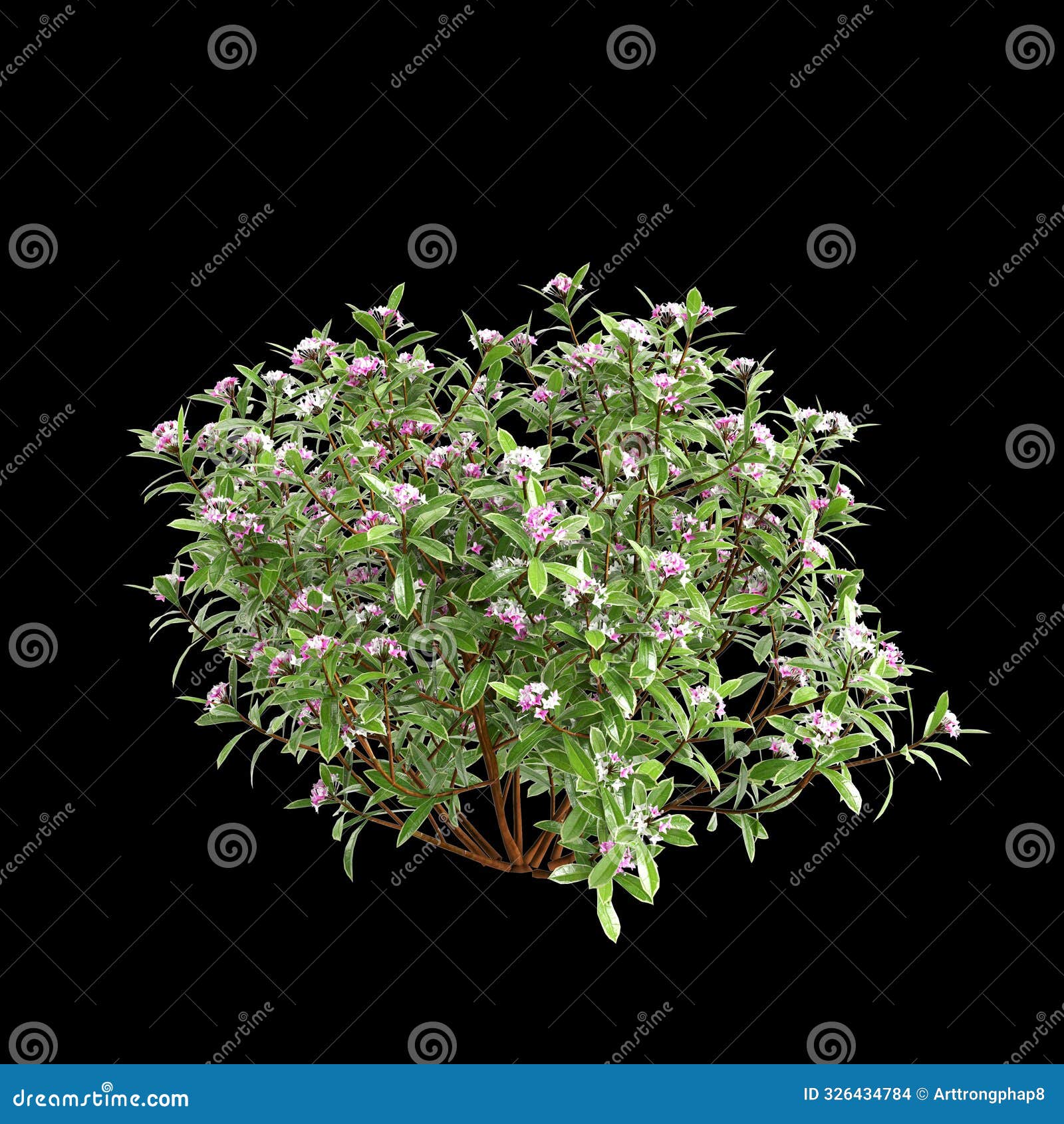 3d Illustration of Daphne Odora Tree Isolated on Black Background Stock ...