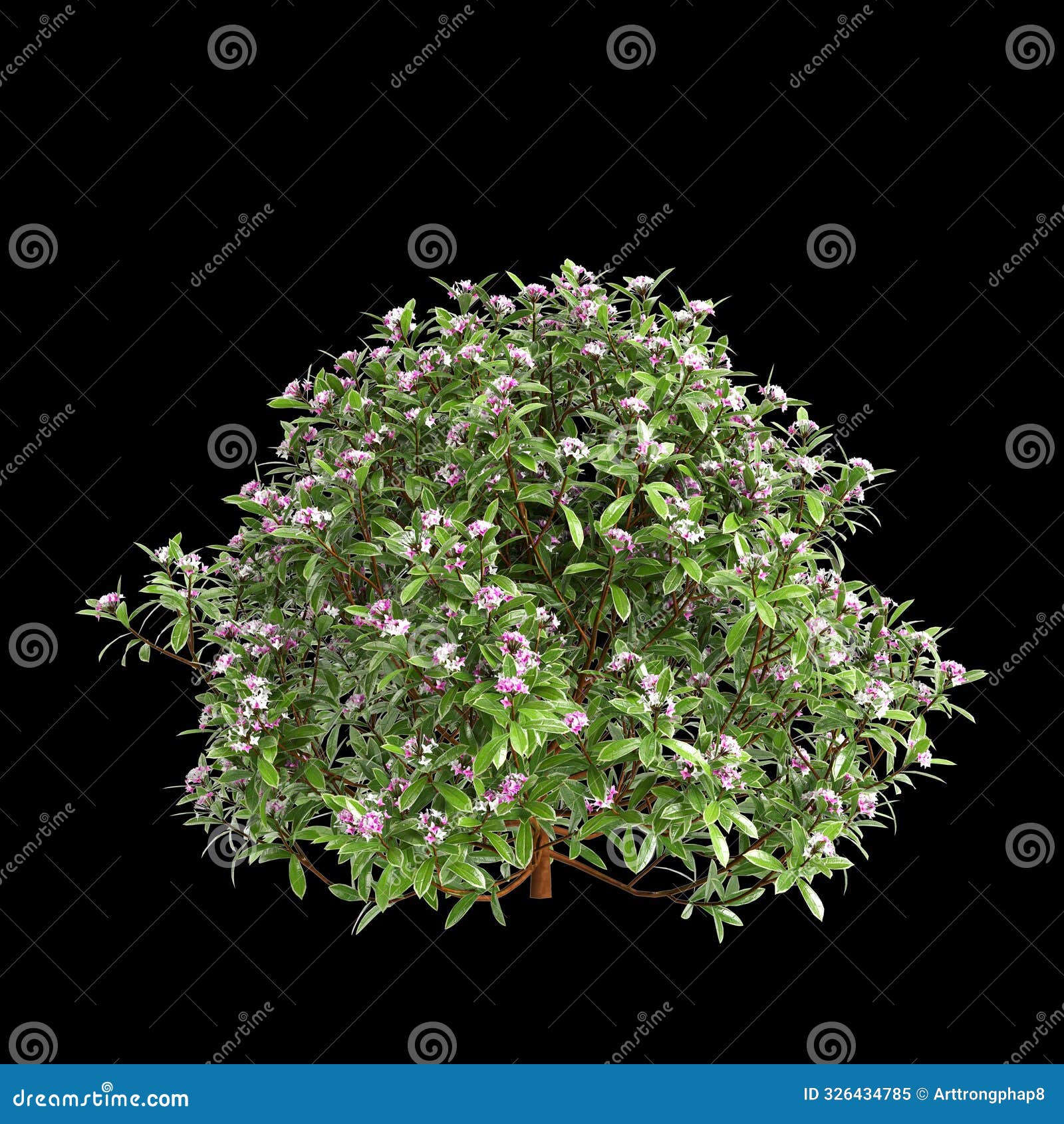 3d Illustration of Daphne Odora Tree Isolated on Black Background Stock ...