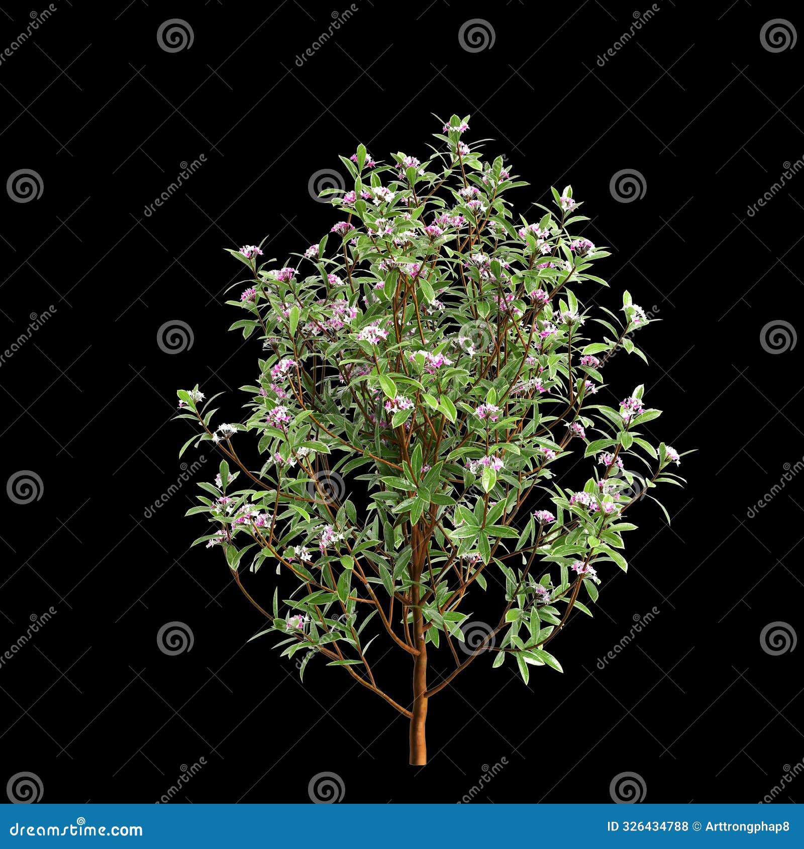 3d Illustration of Daphne Odora Tree Isolated on Black Background Stock ...