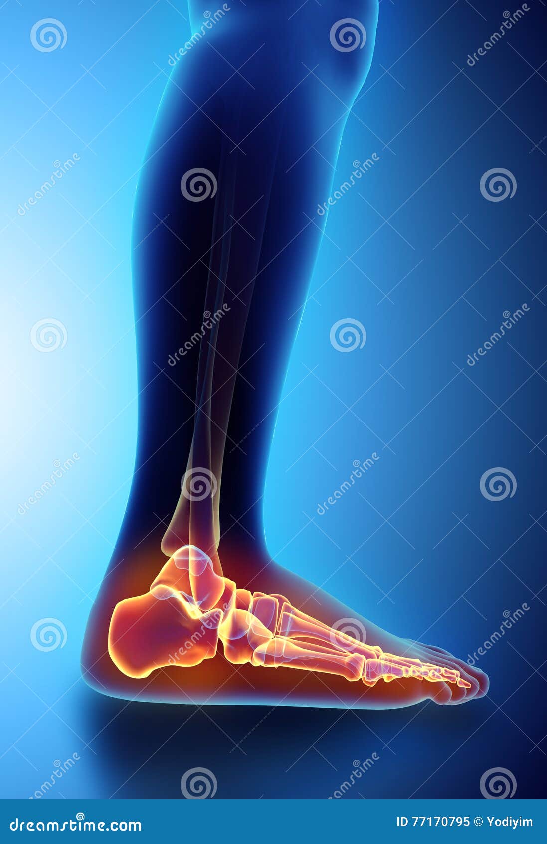 3D Illustration De Squelette De Pied, Concept Médical Illustration ...