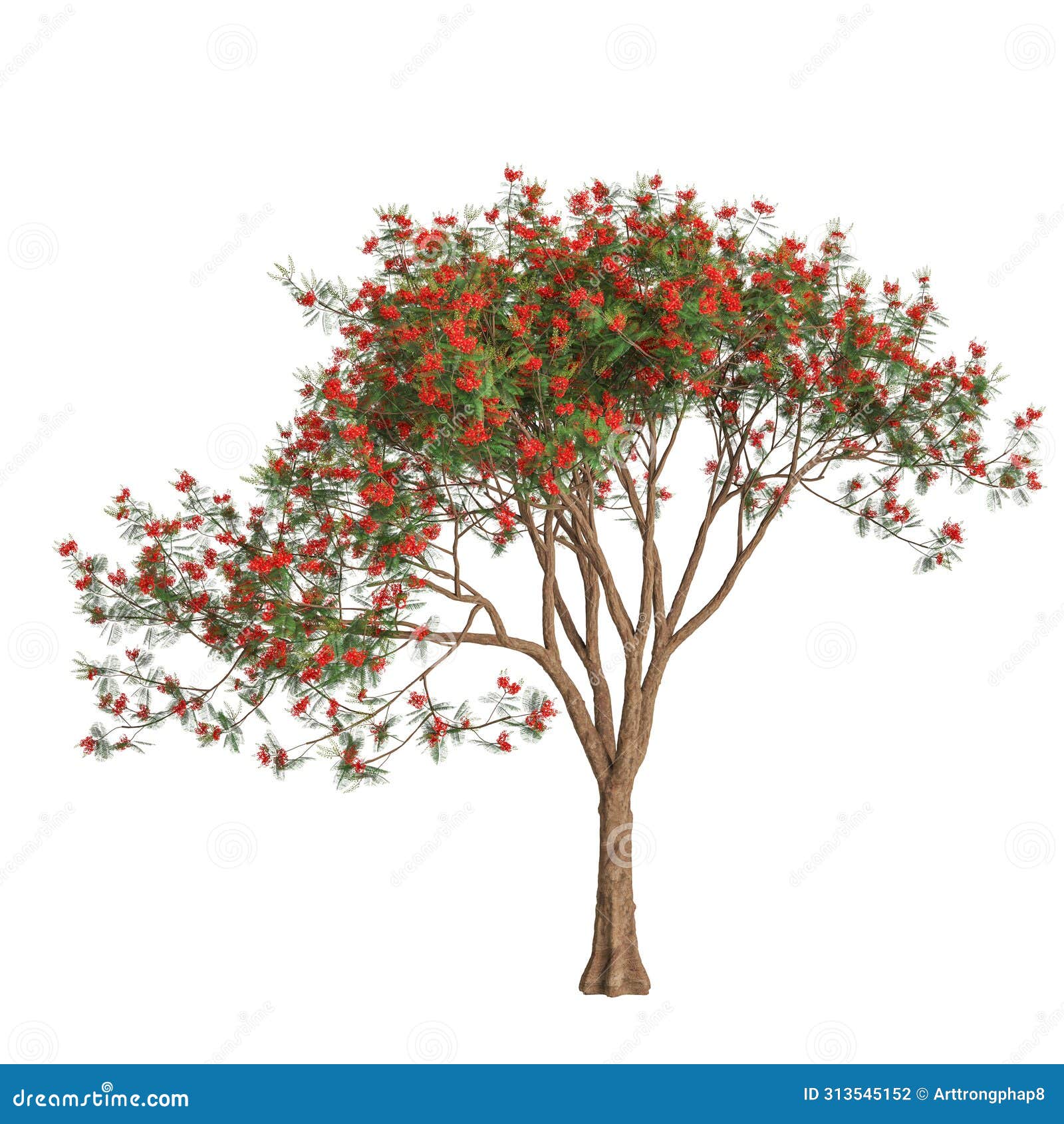 3d Illustration of Delonix Regia Tree Isolated on White Background ...