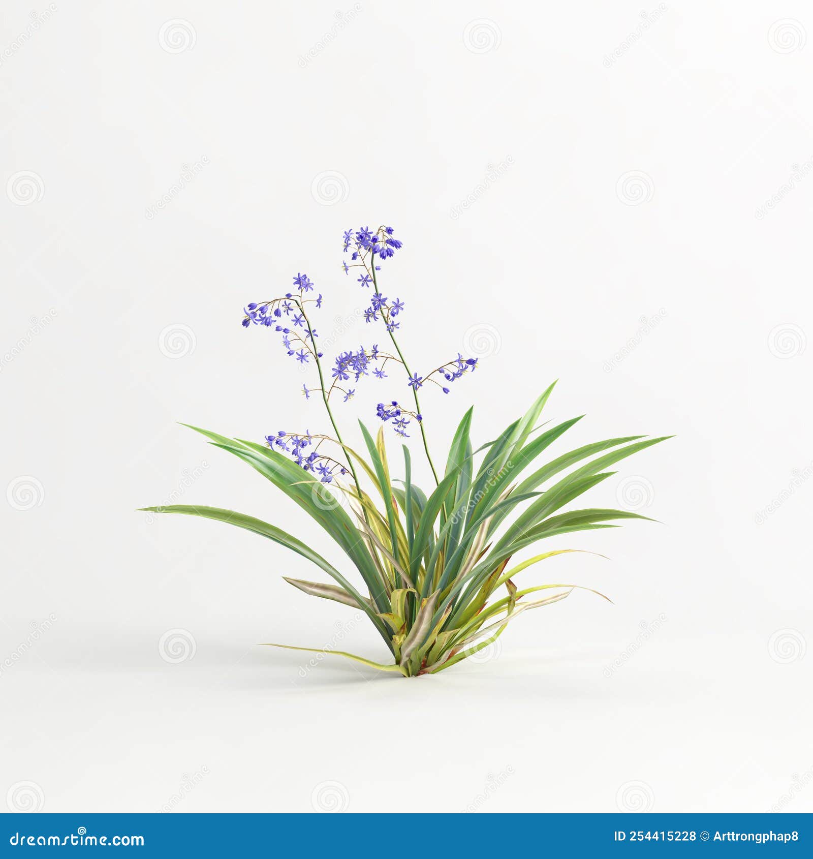 3d Illustration of Dianella Caerulea Bush Isolated on White Background ...
