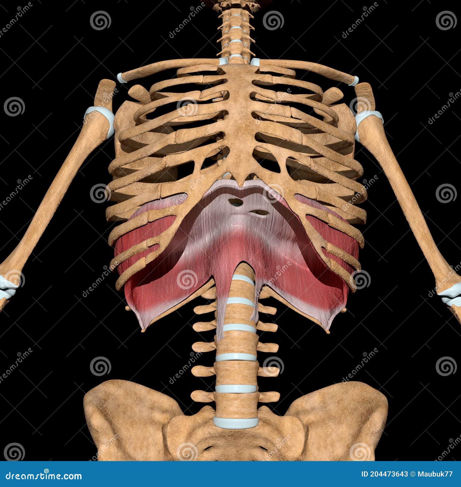 3d Illustration of the Diaphragm Muscle on Skeleton Stock Illustration ...