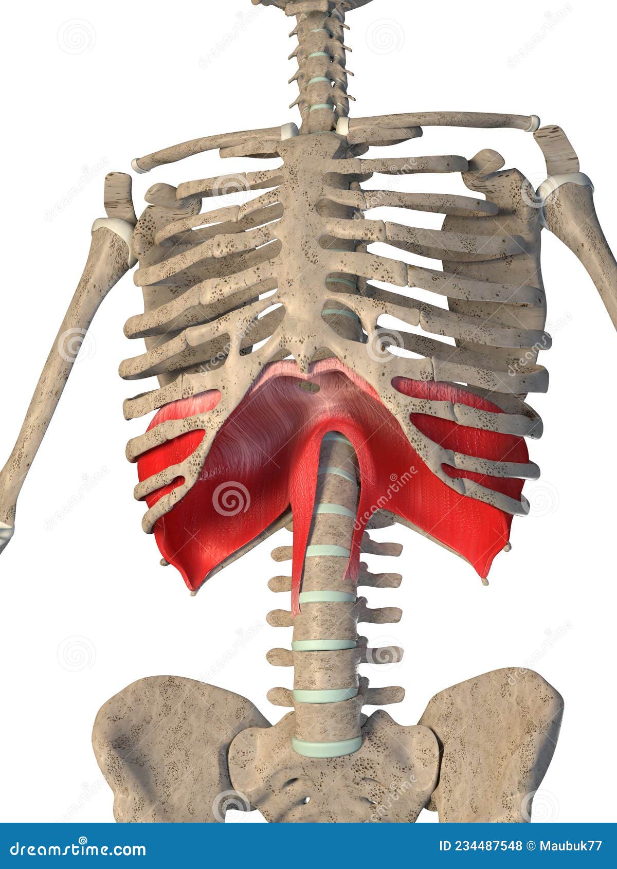 3d Illustration of the Diaphragm Muscle on a White Background Stock ...
