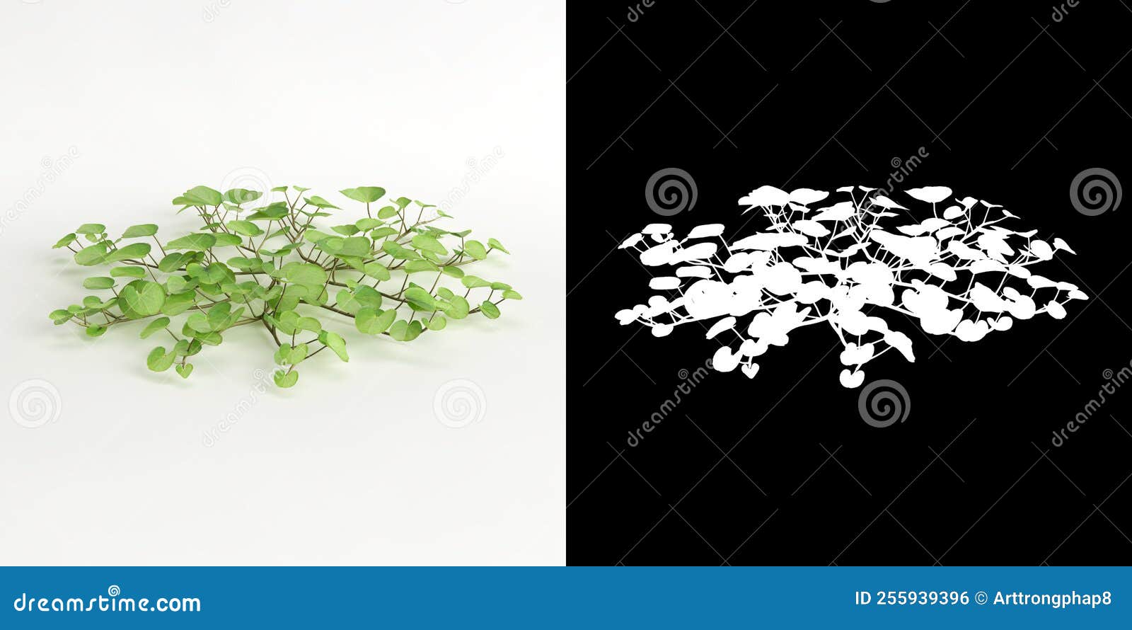 3d Illustration of Dichondra Repens Tree Isolated on White and Its Mask ...