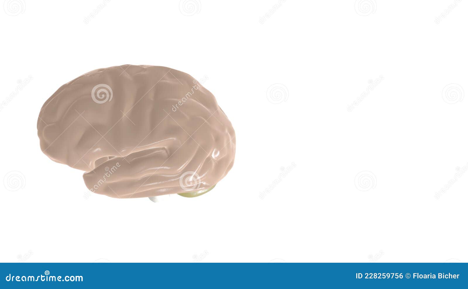 3d Illustration of Digital Human Brain on White Background. Stock ...