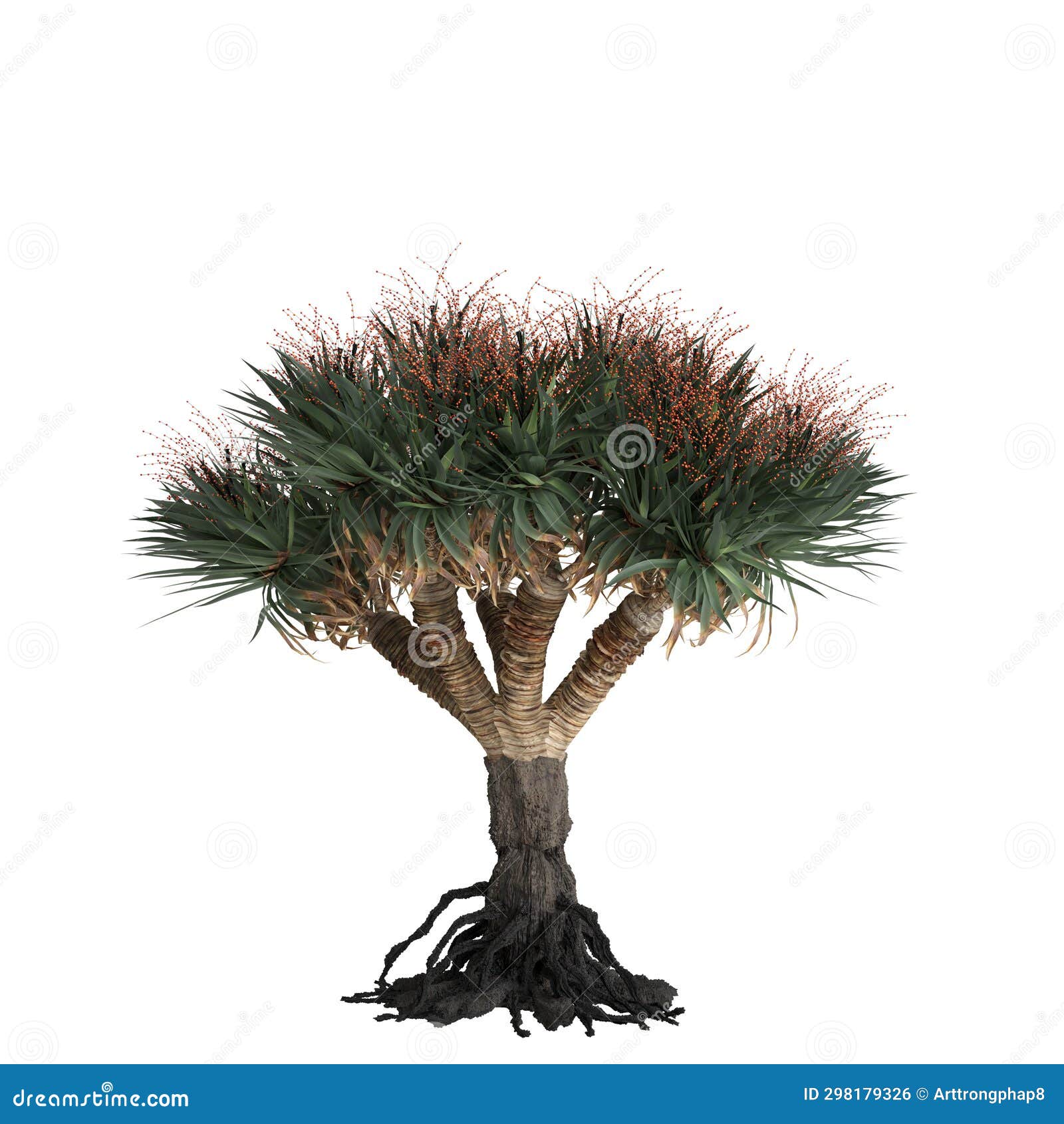 Dracaena Draco Icon, Outline Style Vector Illustration | CartoonDealer ...